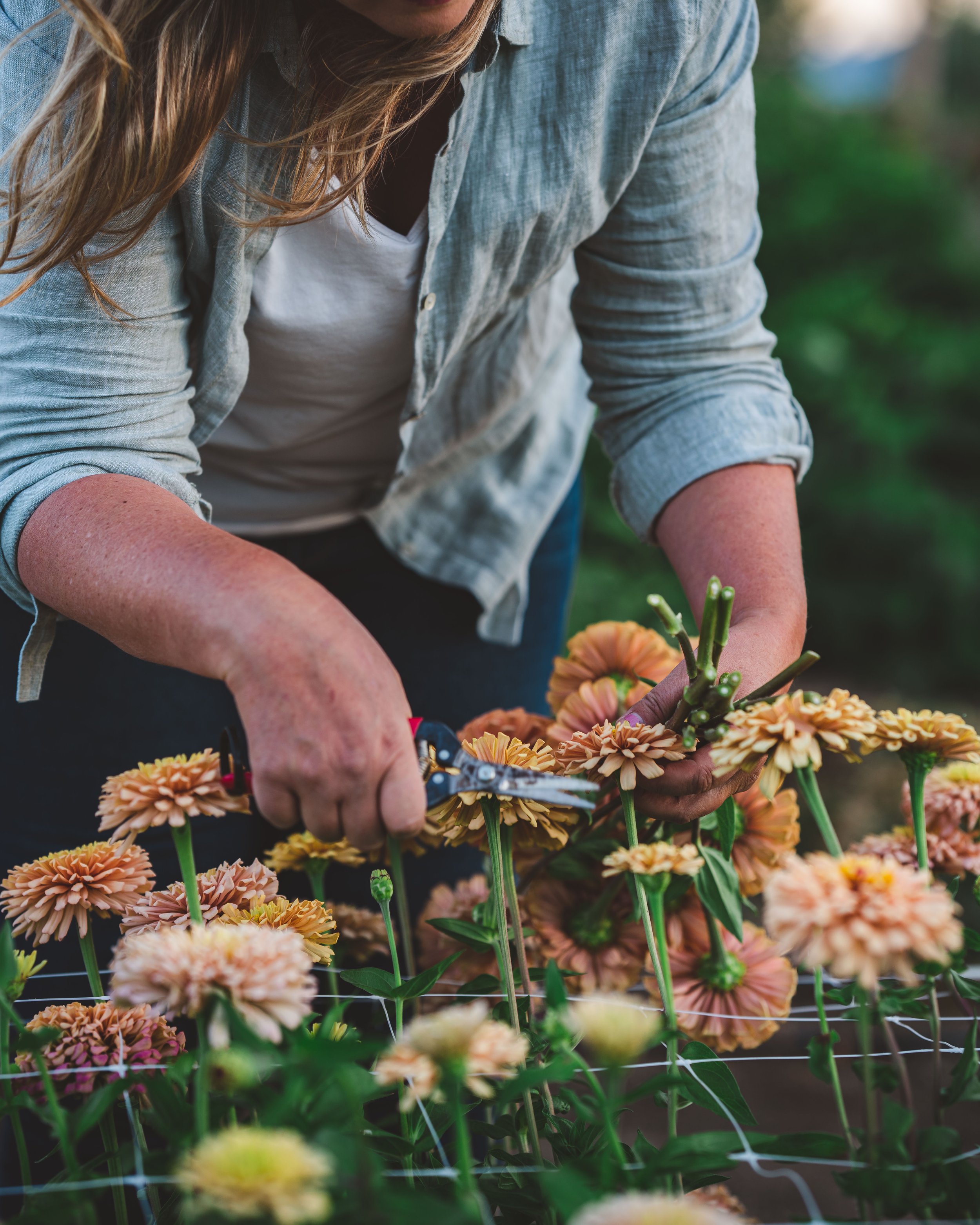 Simplifying Succession Planting for Cut Flowers — Sierra Flower Farm