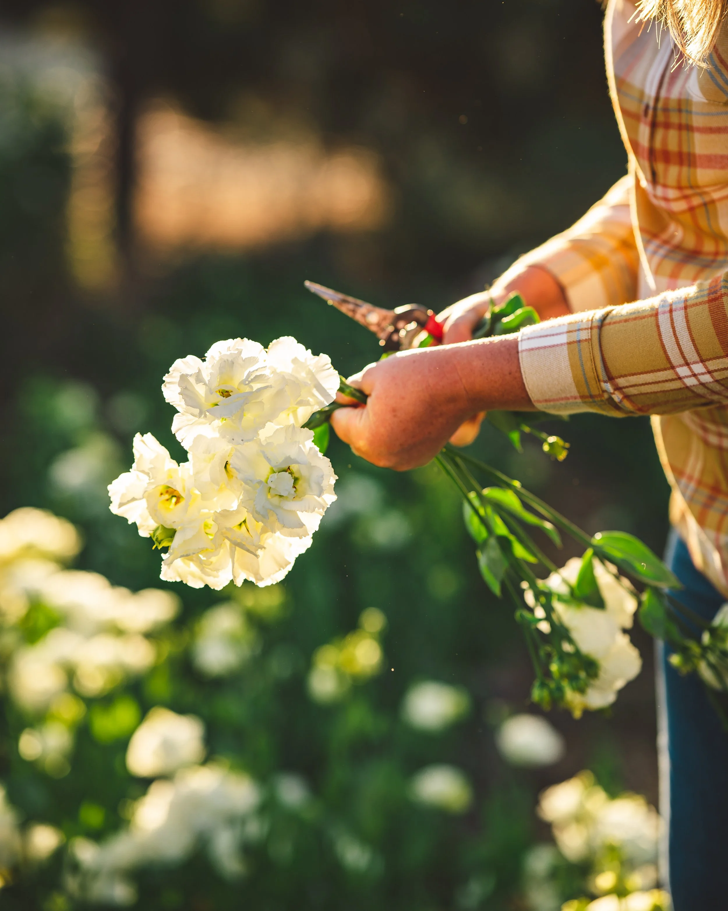 Being the conductor of your cut flower field: aka Pulling together Crop ...