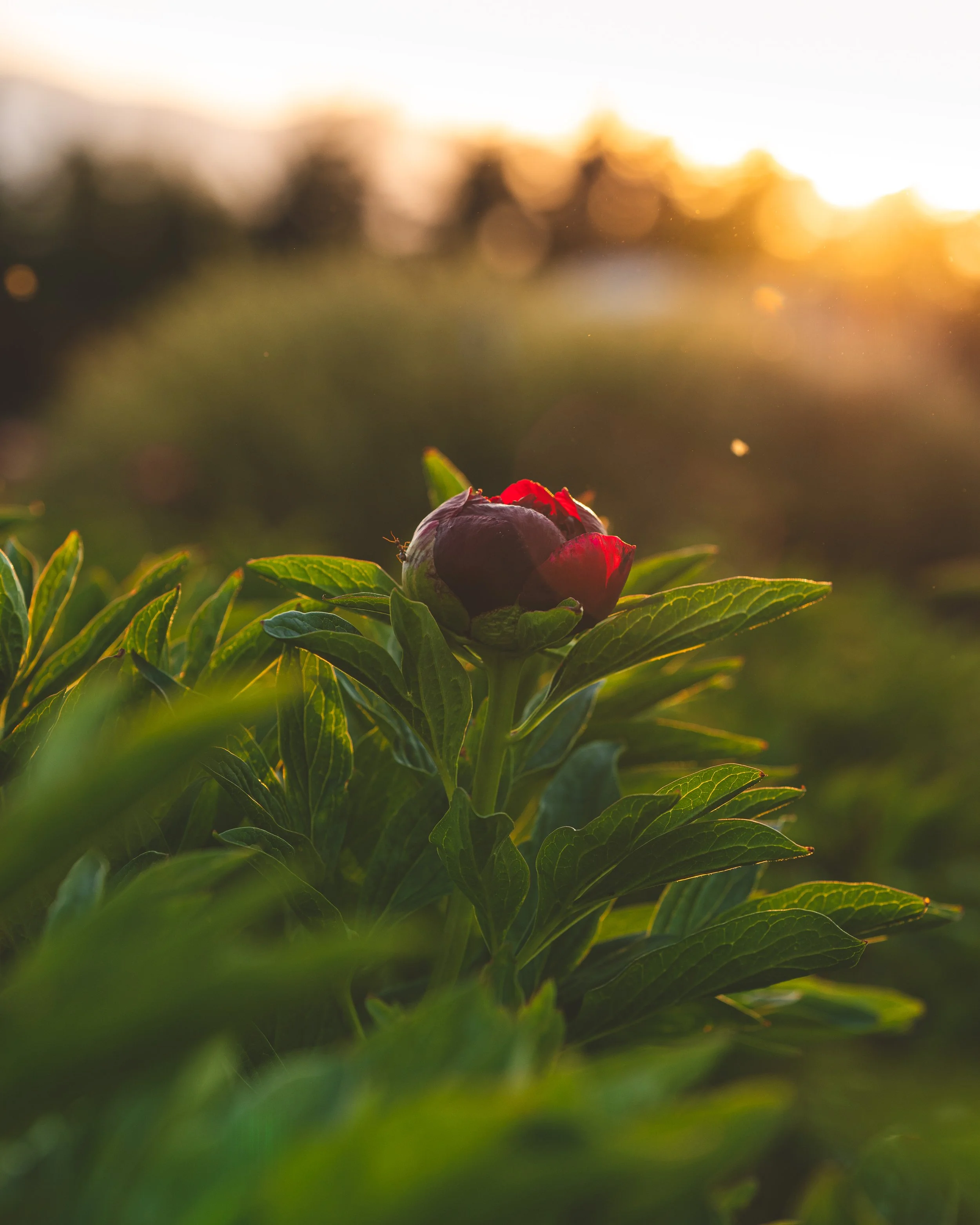 Being the conductor of your cut flower field: aka Pulling together Crop ...