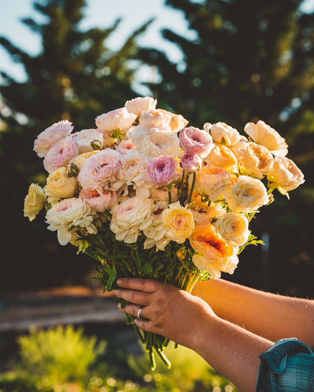 Ranunculus — Sierra Flower Farm