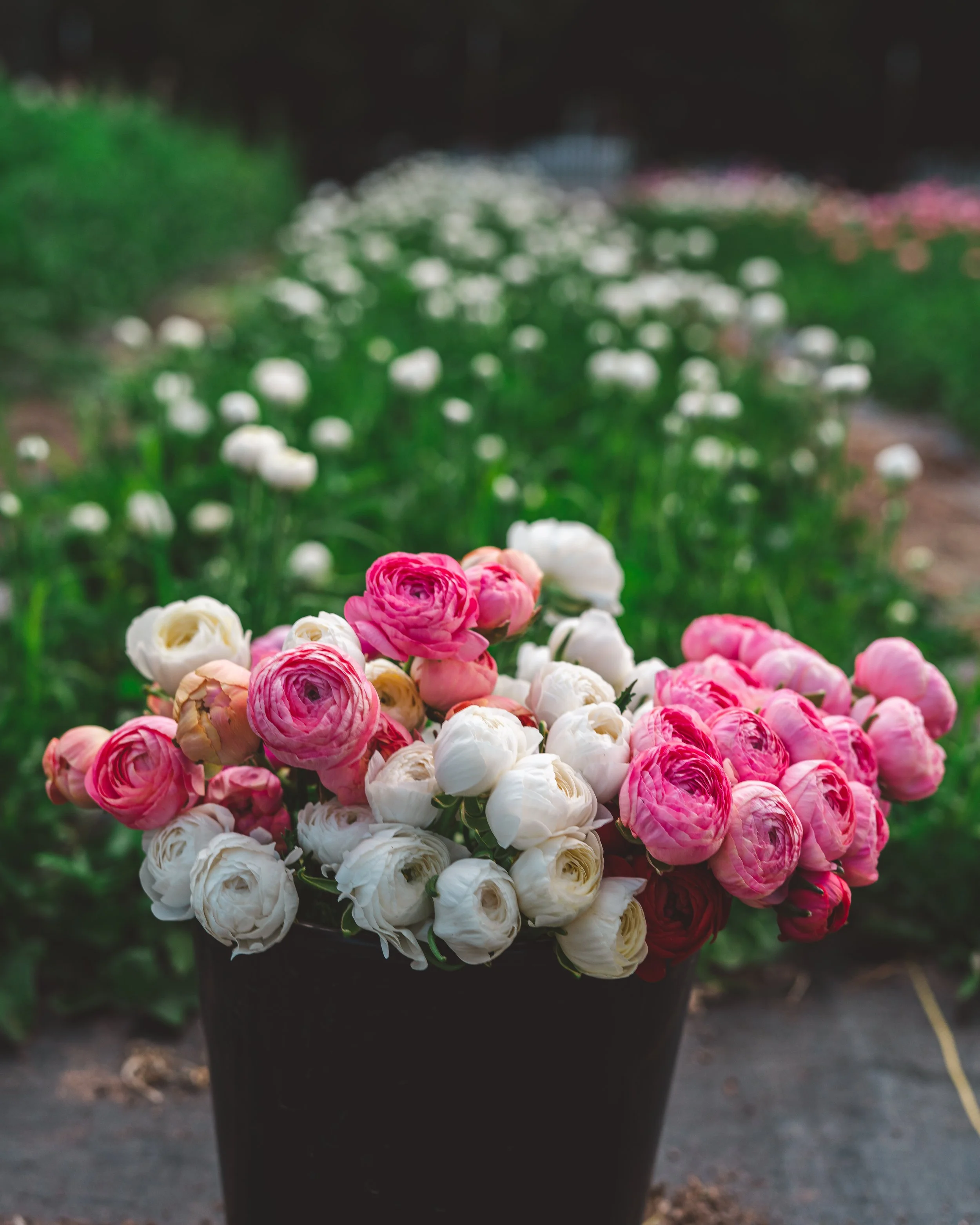 Being the conductor of your cut flower field: aka Pulling together Crop ...