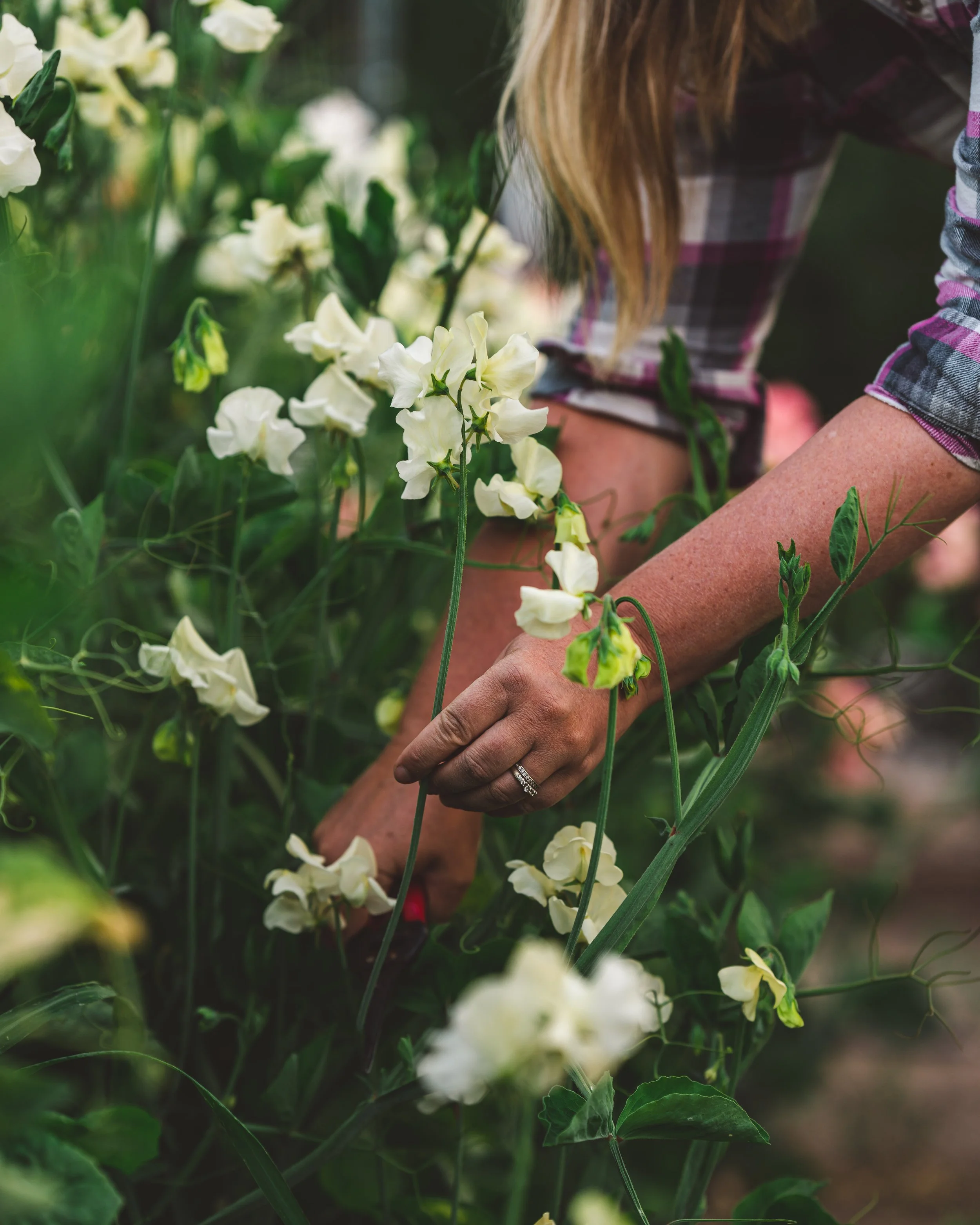 Simplifying Succession Planting for Cut Flowers — Sierra Flower Farm