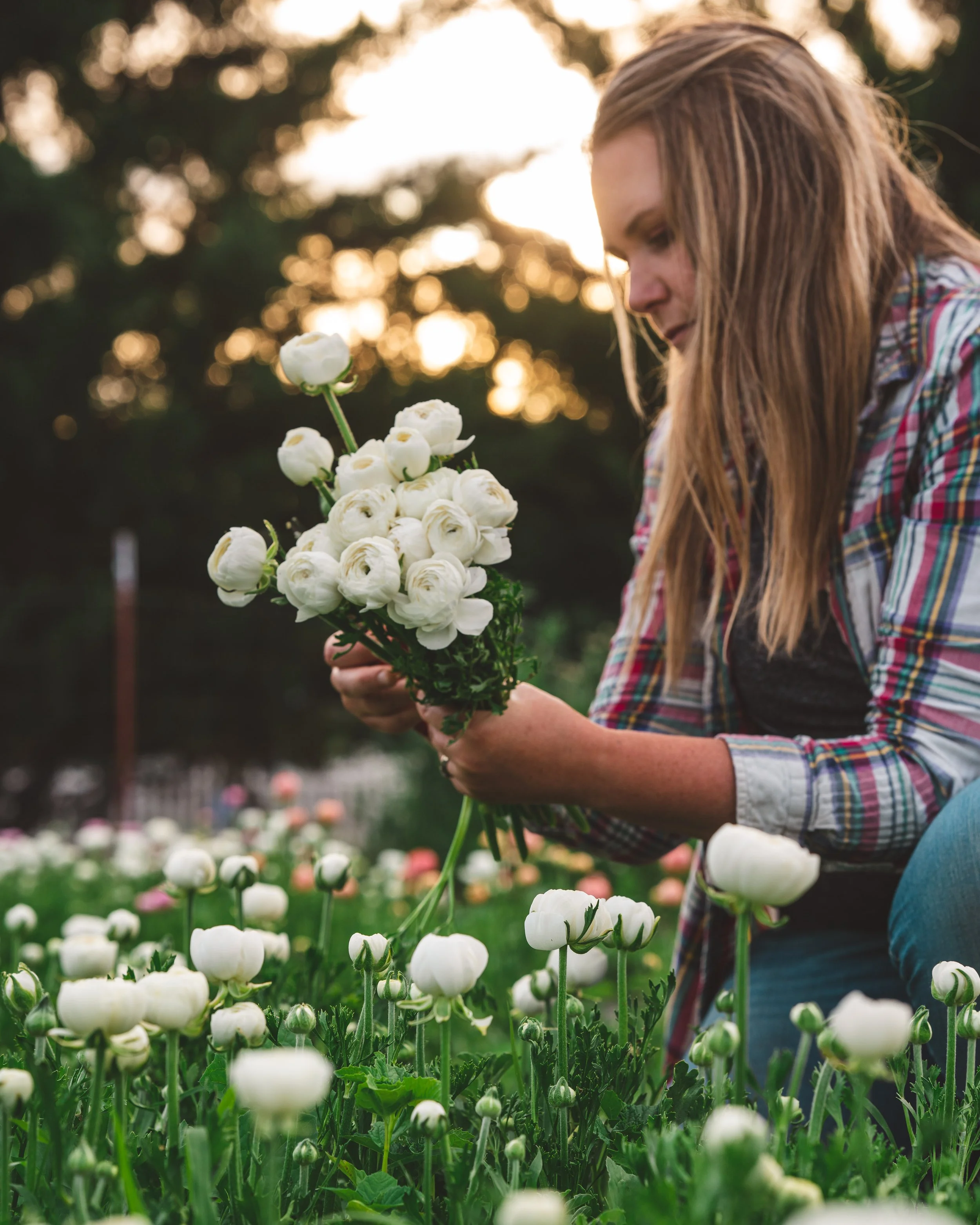 Ranunculus — Sierra Flower Farm
