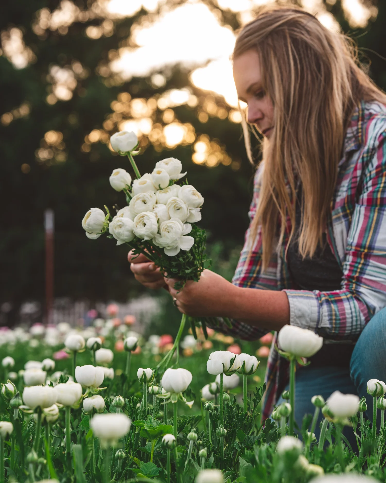 Ranunculus — Sierra Flower Farm