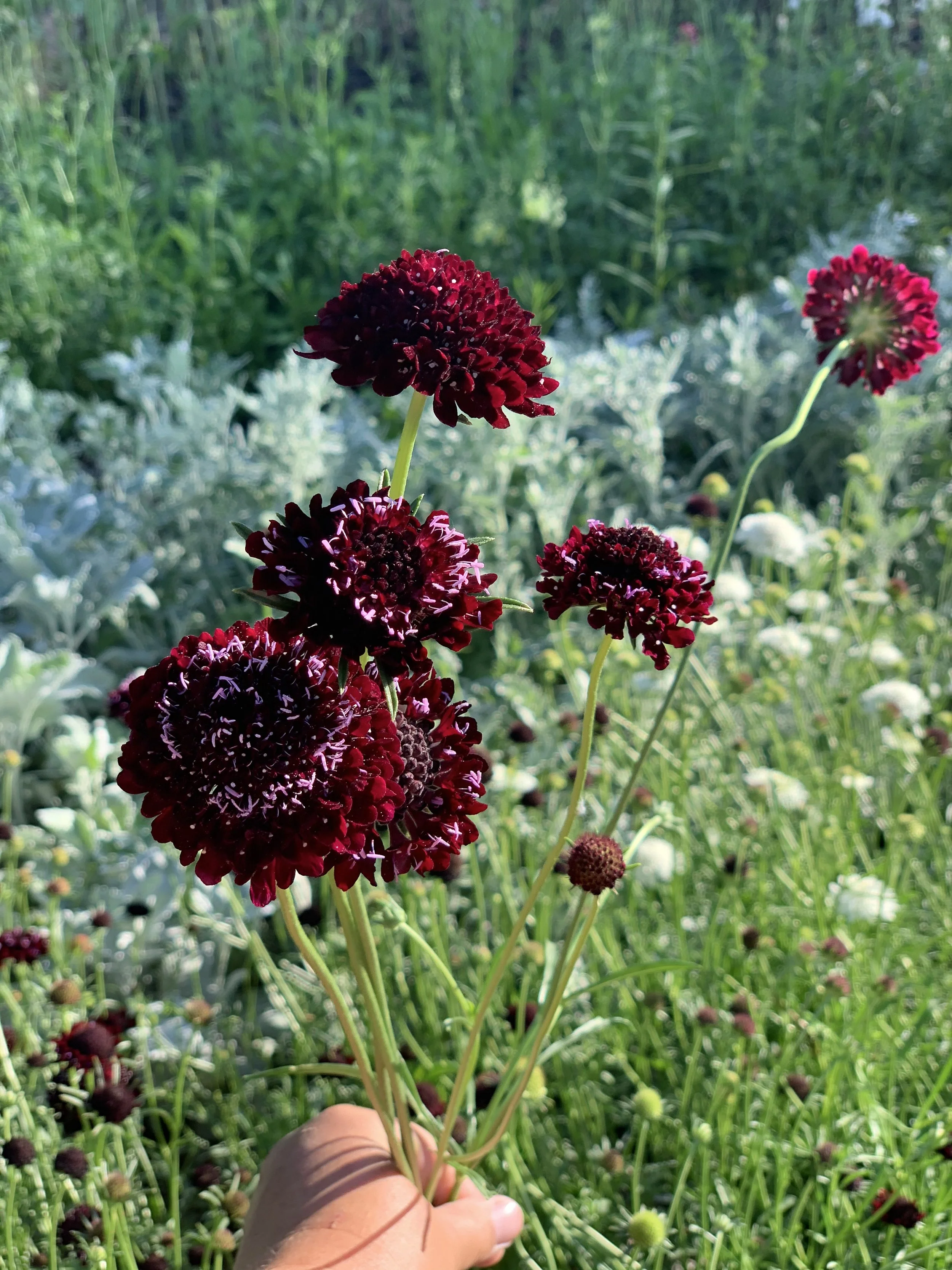 Top 5 reliable varieties to grow for the flower farmer — Sierra Flower Farm