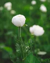 Ranunculus — Sierra Flower Farm