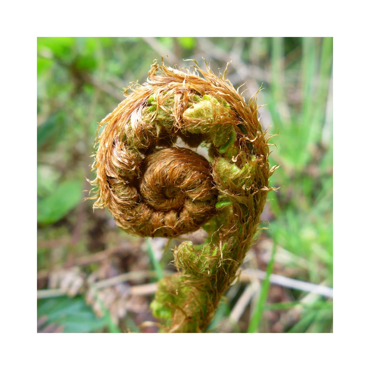 Rakes [Online] — rakesprogress