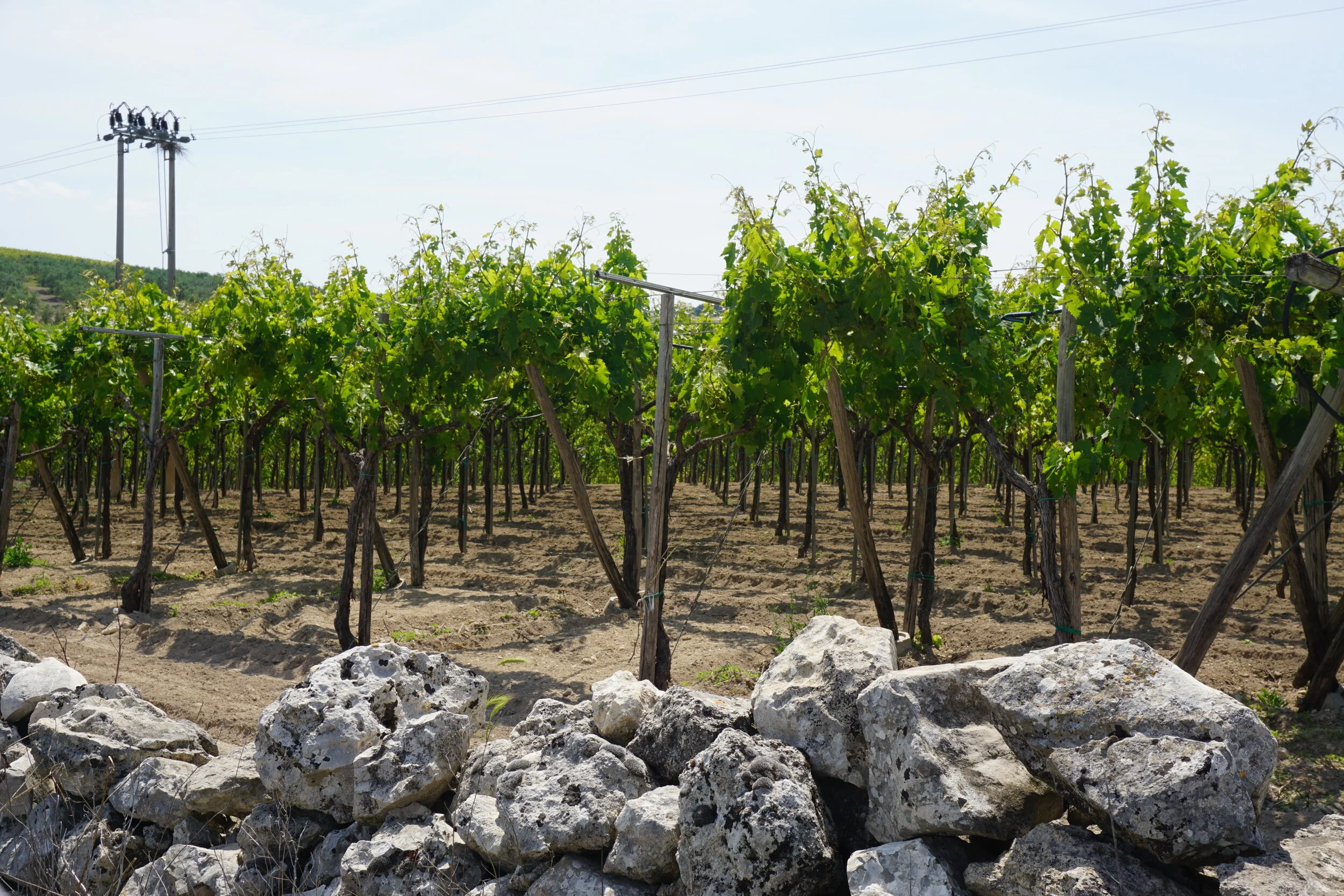 Puglia: Wine Travel — THE ROAD TO WINE