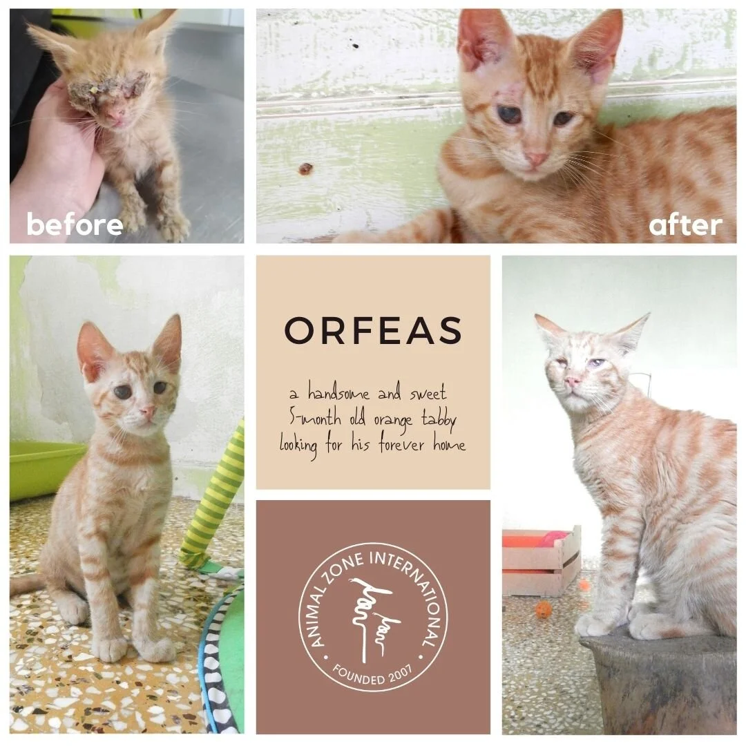 Orfeas, before and after — Animal Zone International