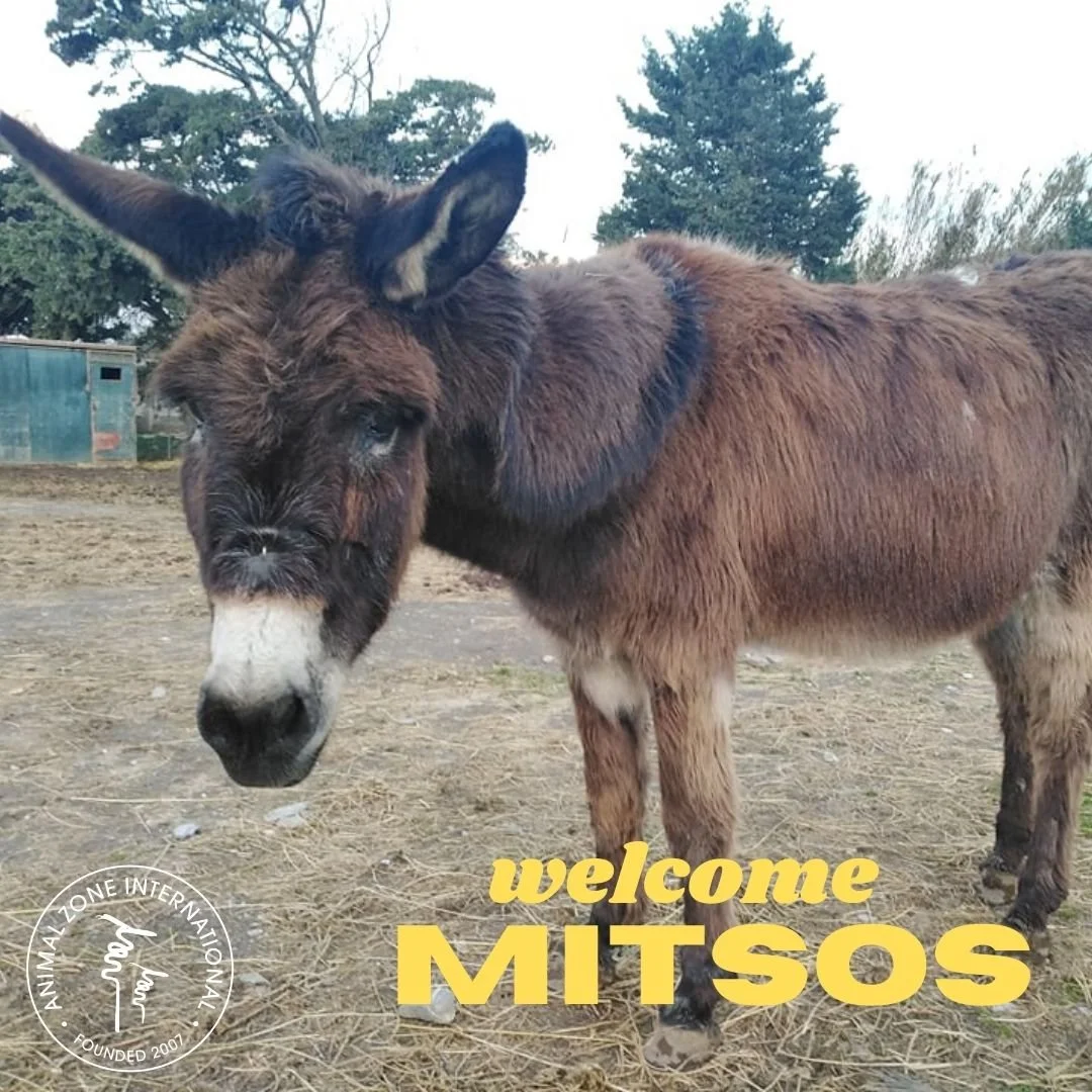 Mitsos the donkey — Animal Zone International