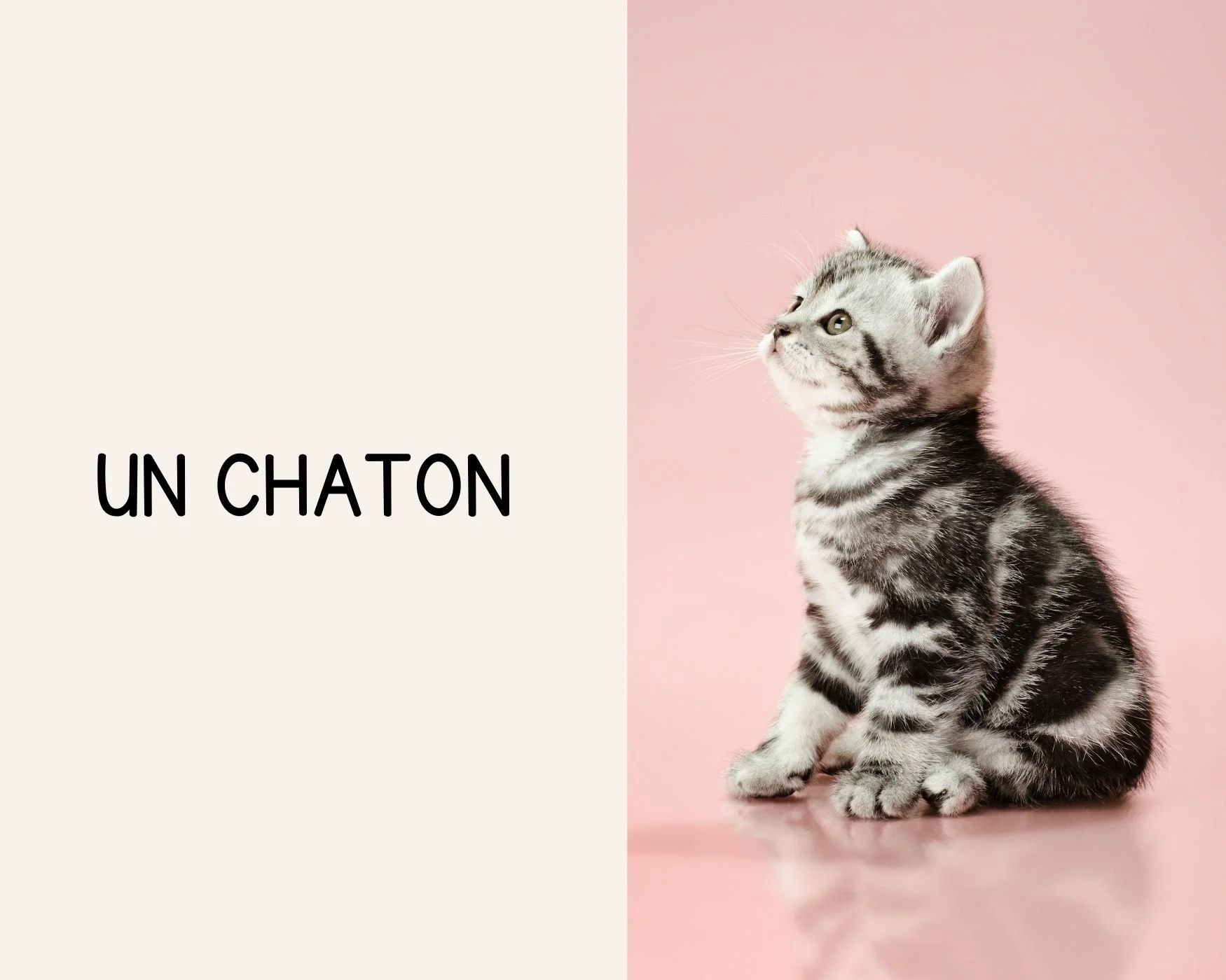 Mastering French Through Visualisation — La Classe