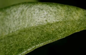 Azalea Pests and Diseases — Bonsai Society of Portland