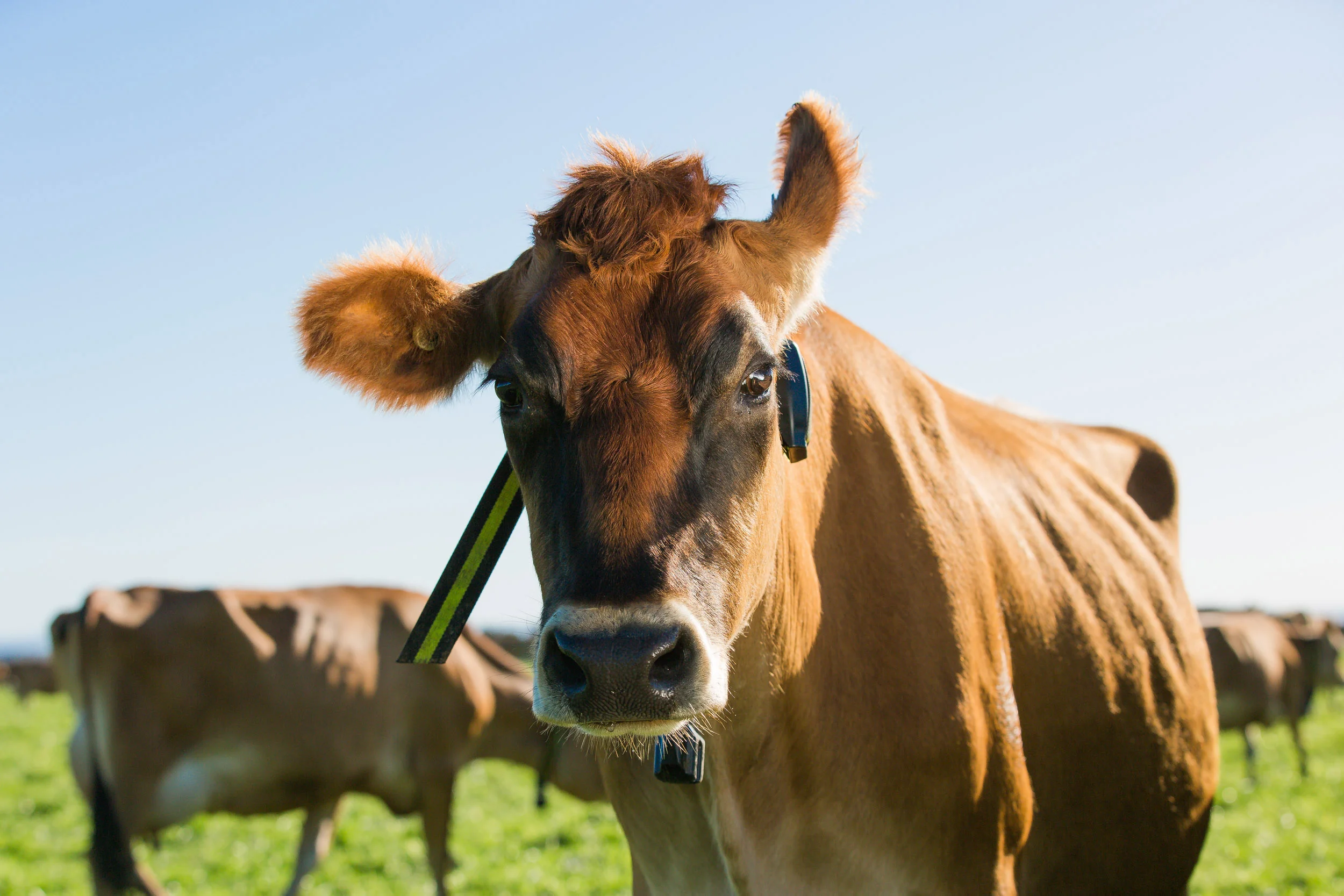 The World's First Cold Pressed Raw Milk | Made By Cow