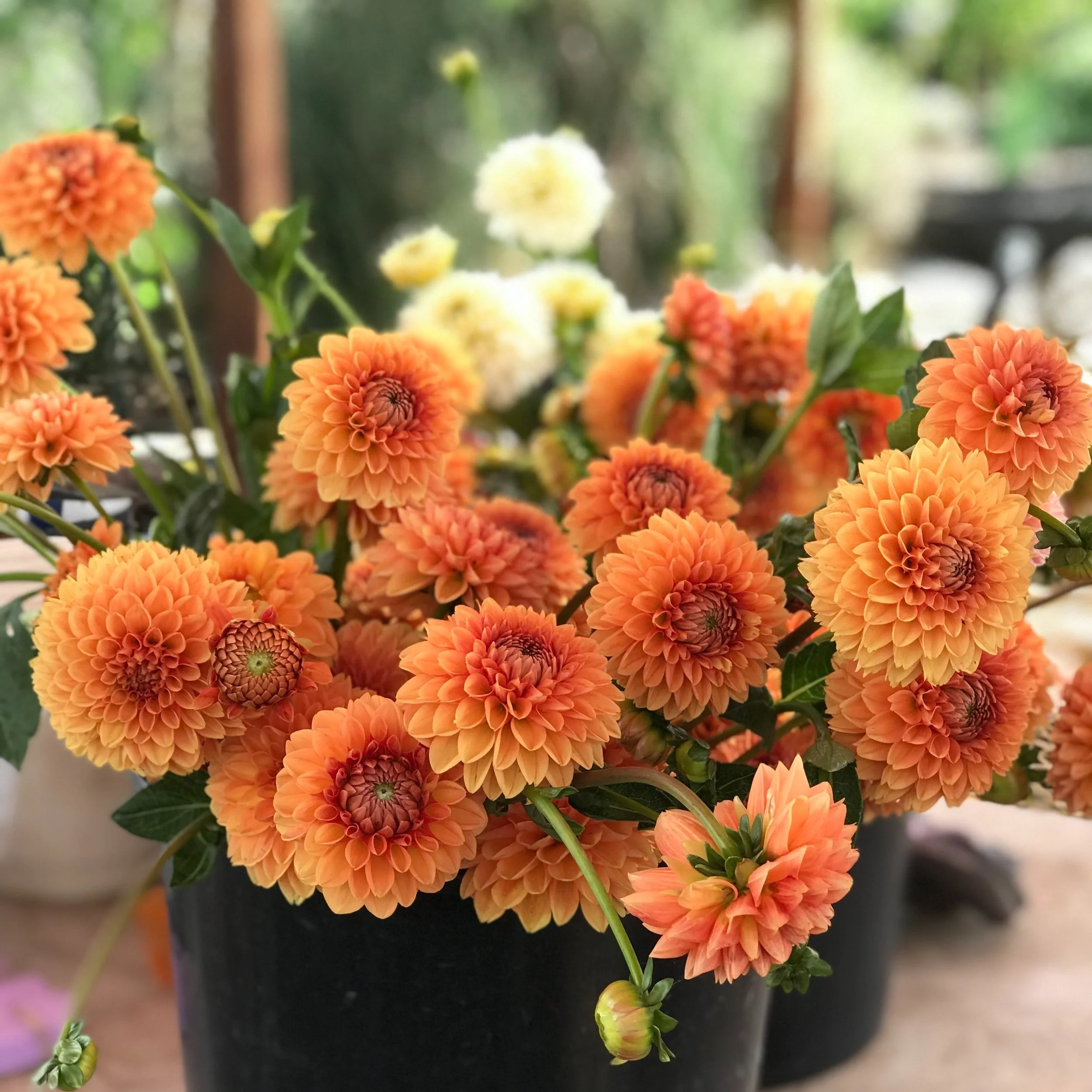 Summer Flowers CSA Subscription — Pine Creek Flowers