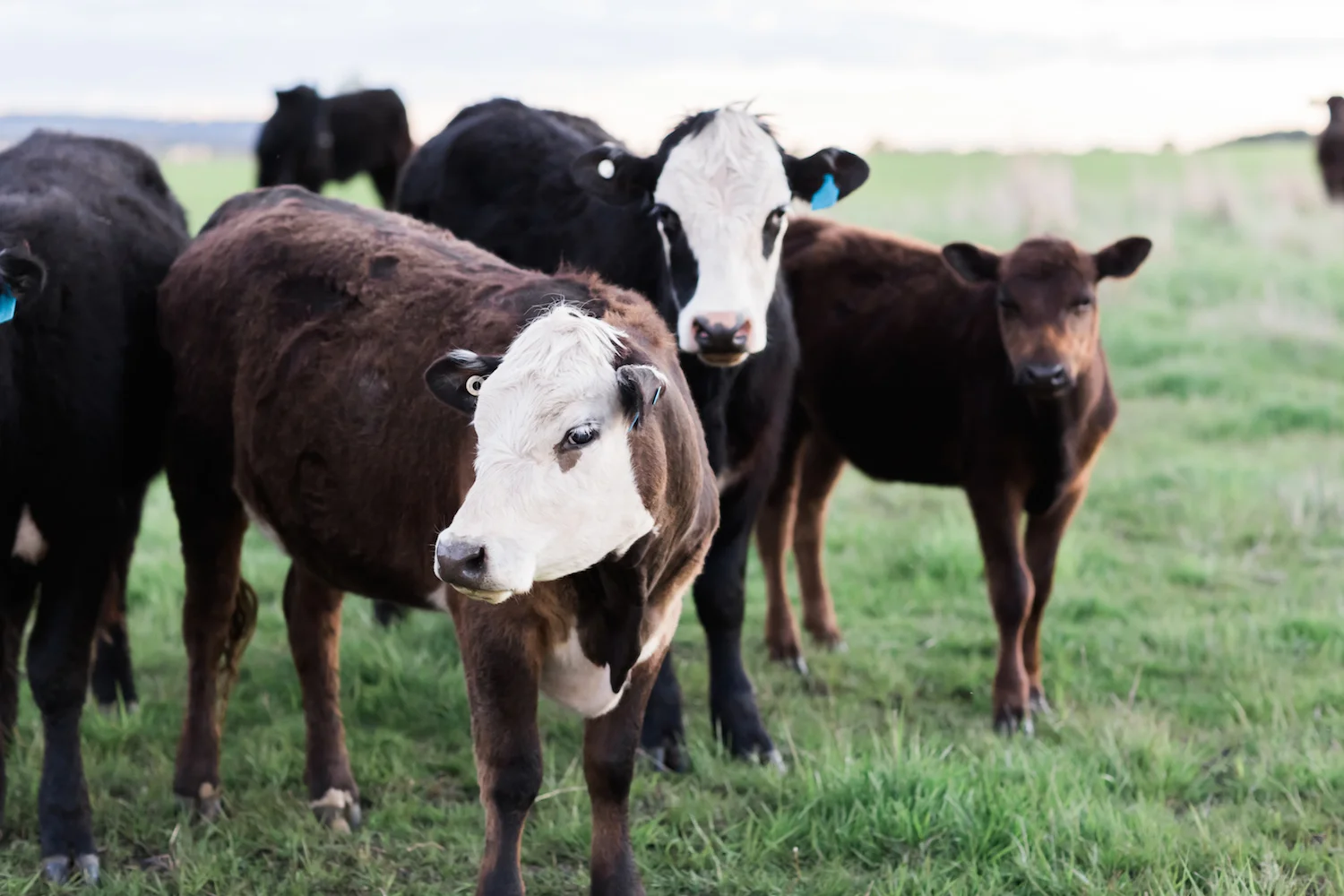 LAURA & JAY | GLEN INNES WEDDING — Newcastle & Hunter Valley Wedding ...