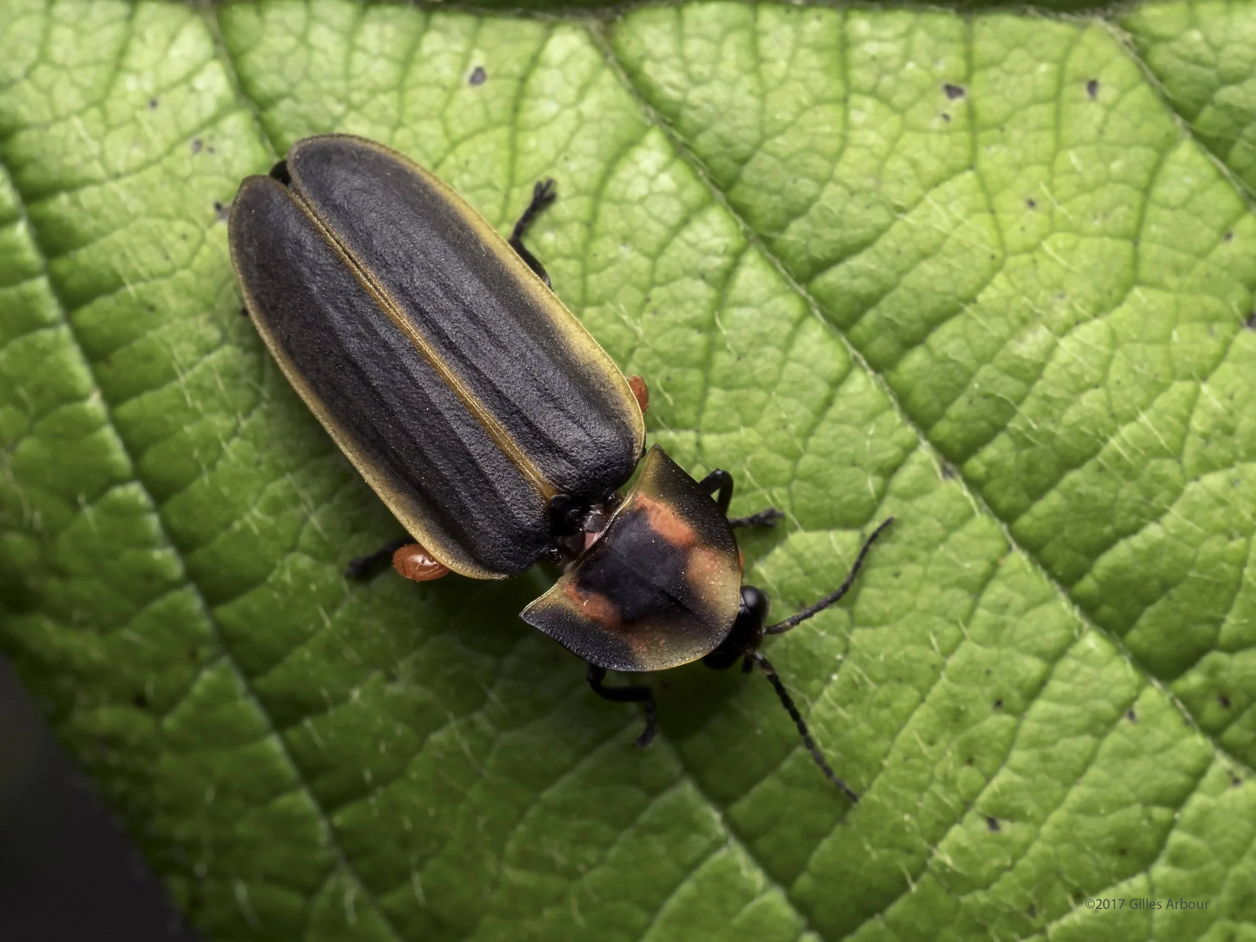 association des entomologistes amateurs du Québec — Essaim des Lucioles