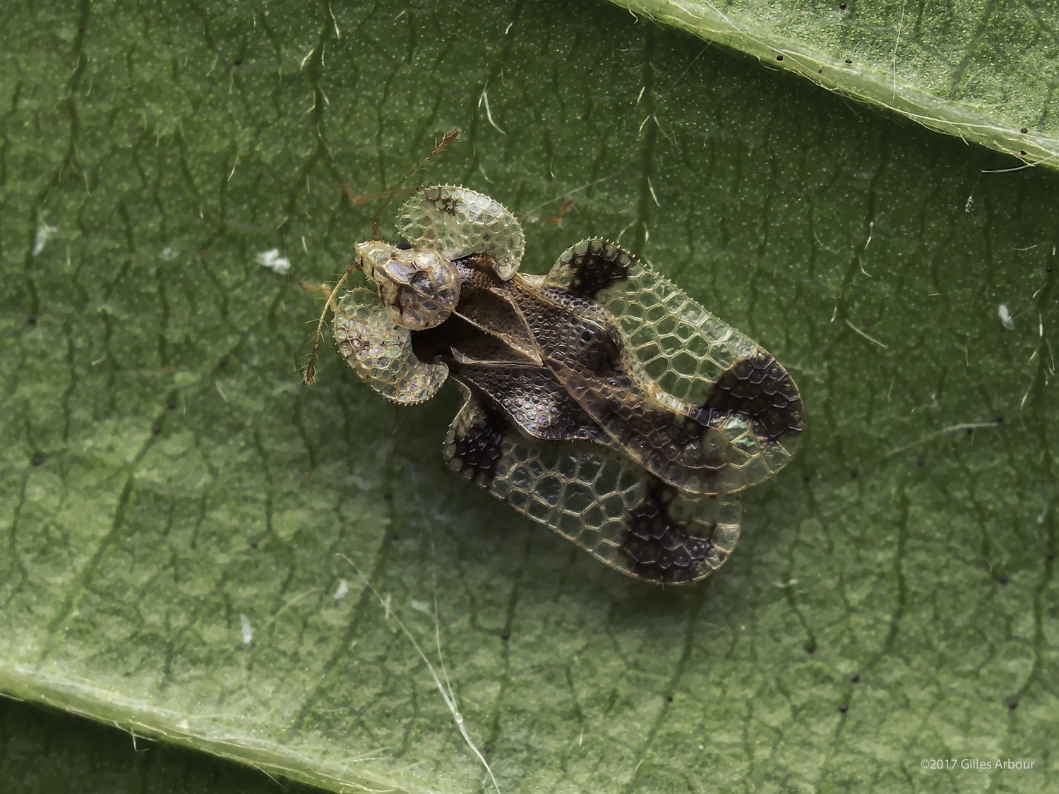Insectes Québec — Insectes et arthropodes