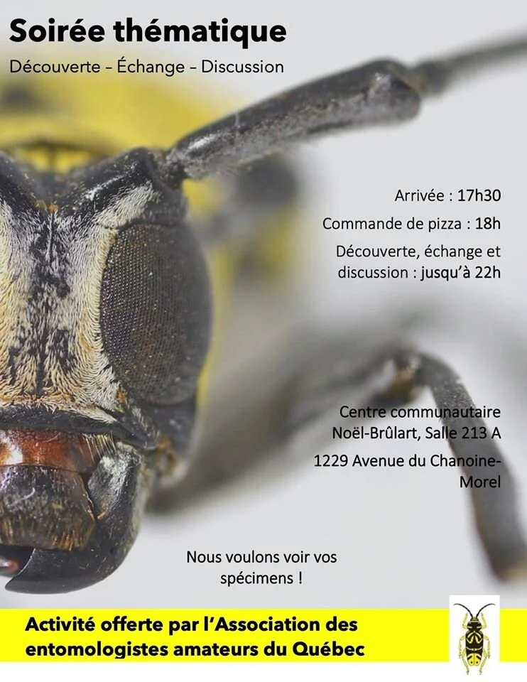 Insectes Québec — Accueil