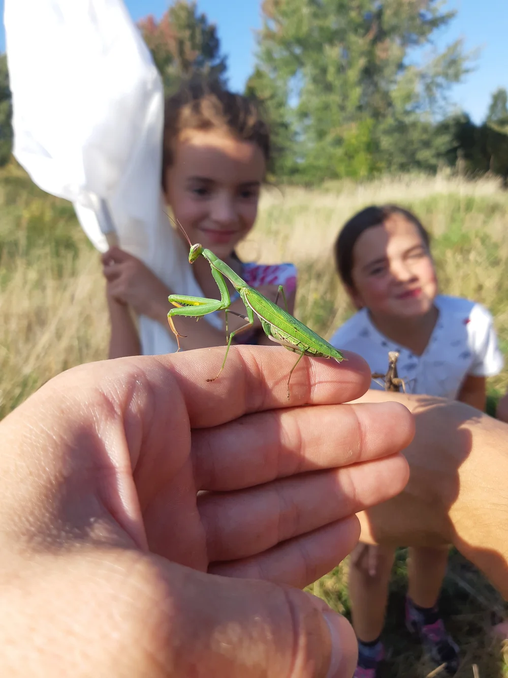 Insectes Québec - Association des Entomologistes Amateurs du Québec