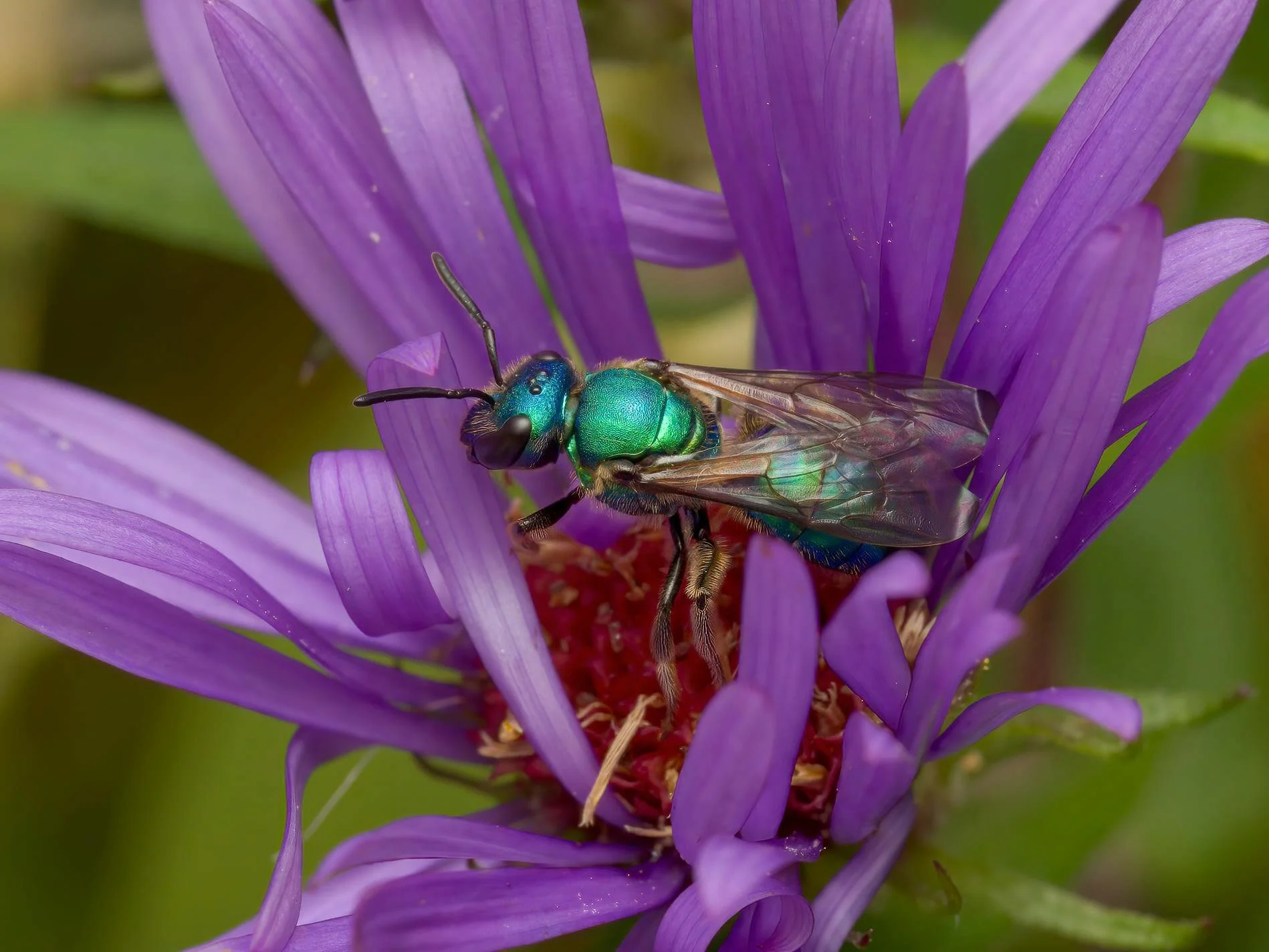 association des entomologistes amateurs du Québec — Club des abeilles