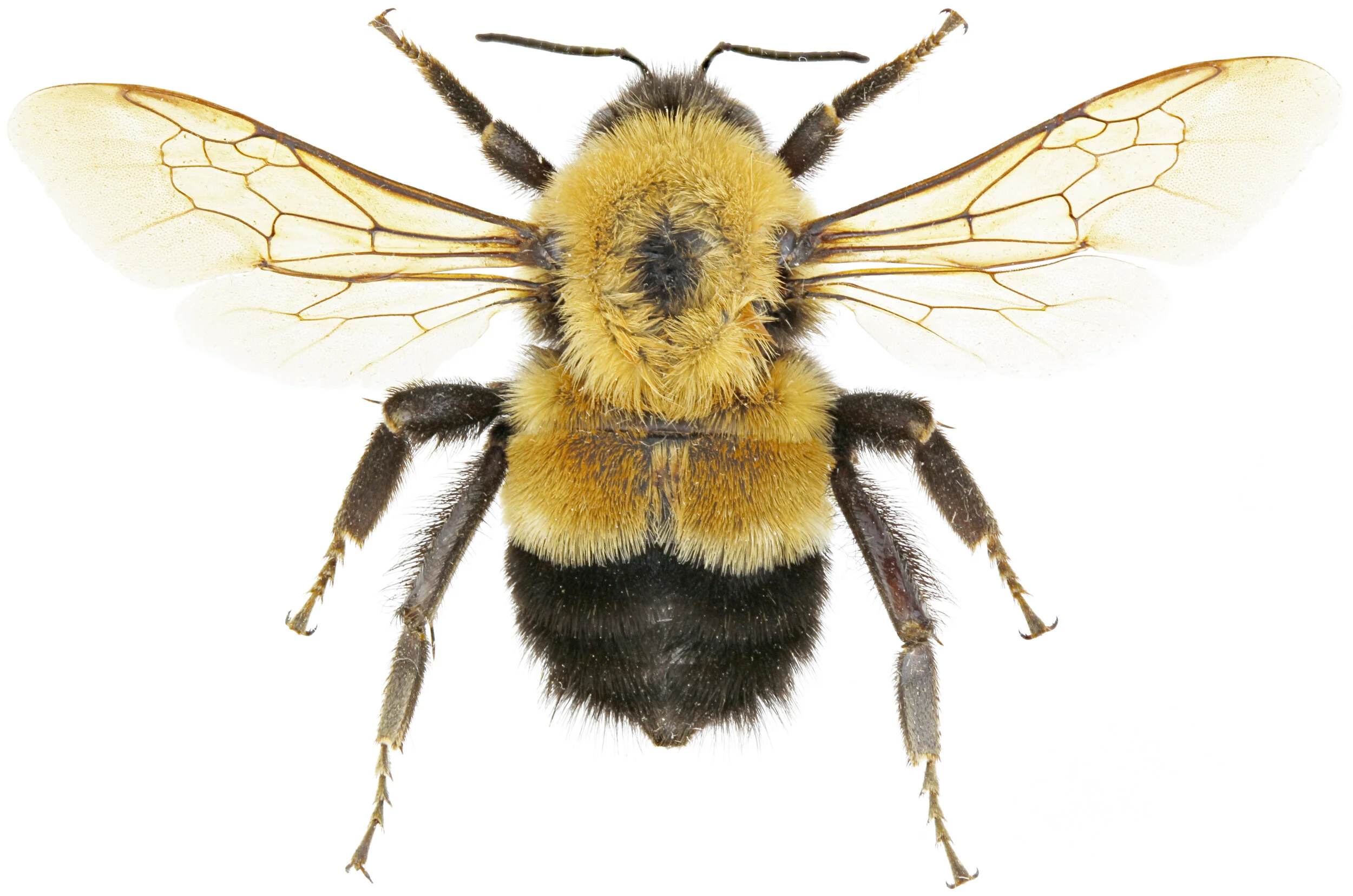 association des entomologistes amateurs du Québec — Club des abeilles