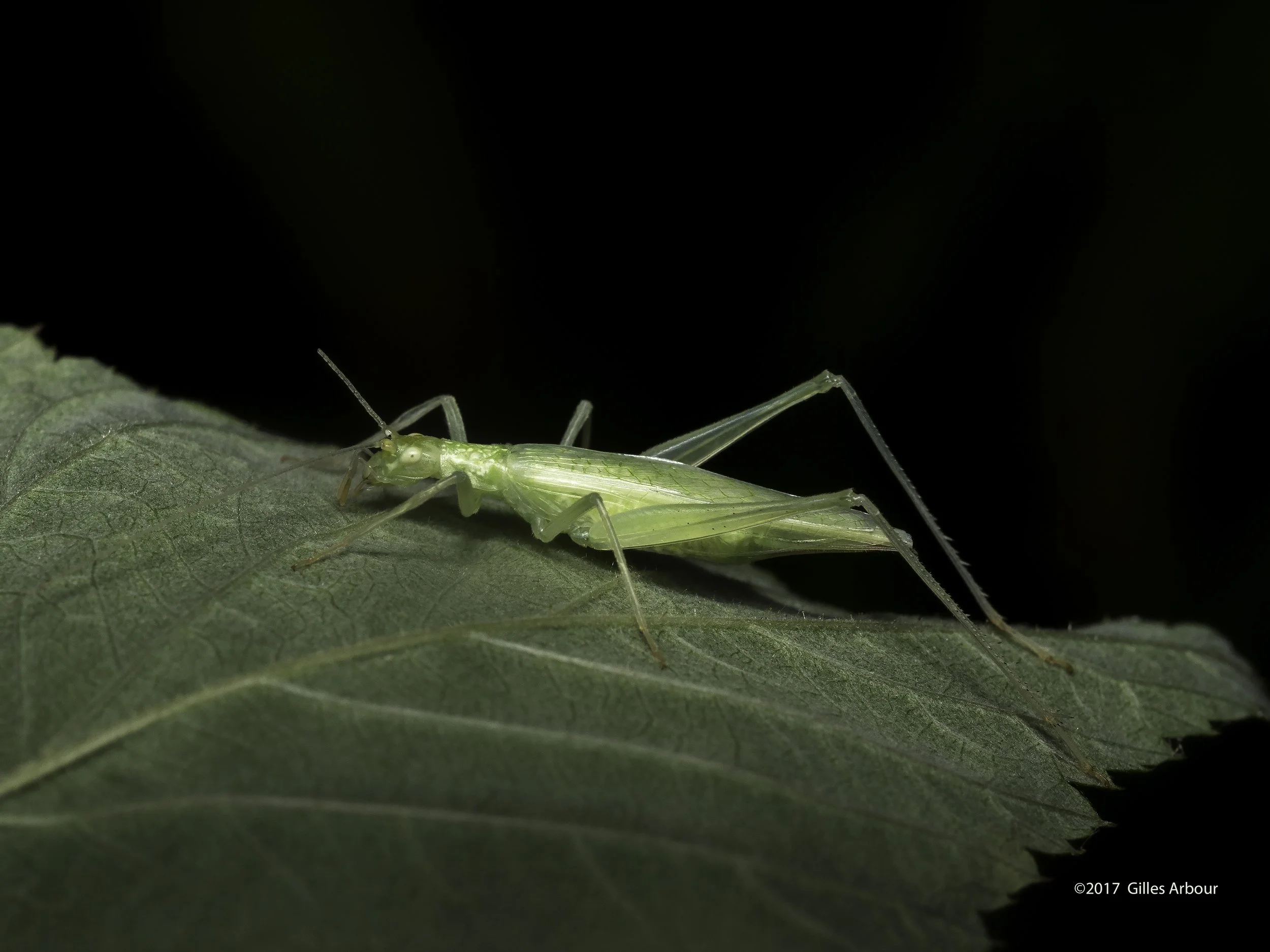 association des entomologistes amateurs du Québec — Cours jeunesse