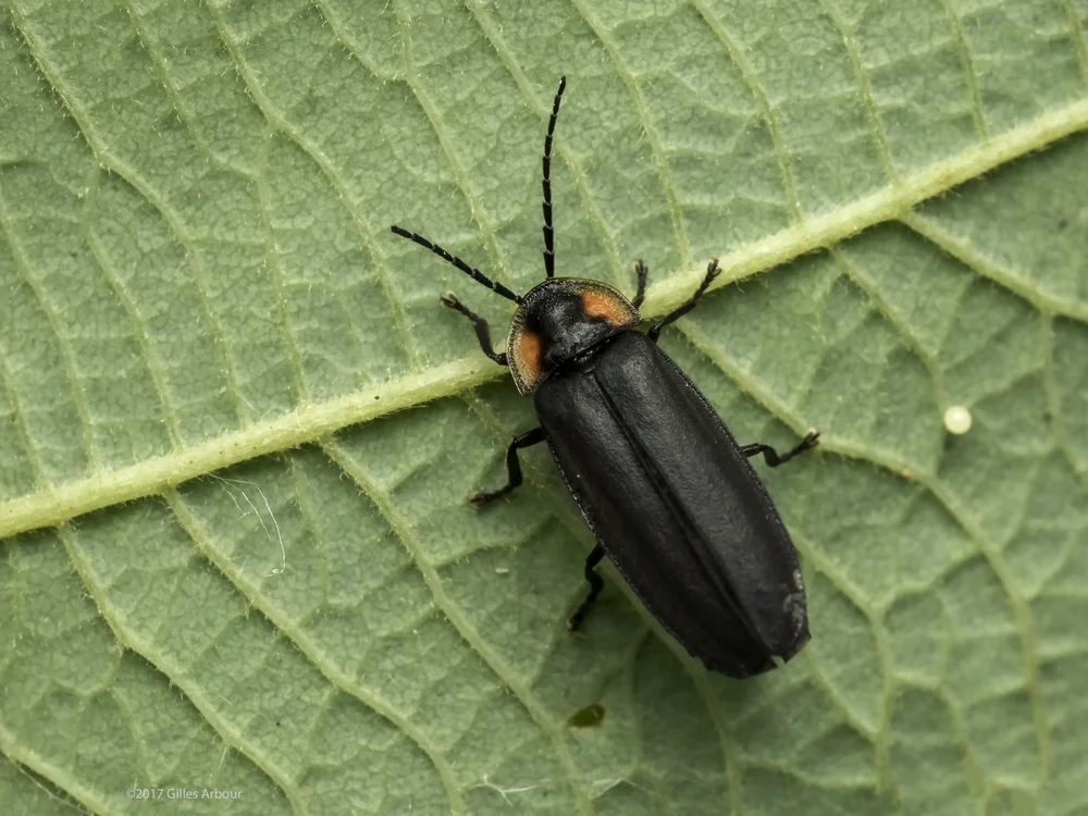 association des entomologistes amateurs du Québec — Essaim des Lucioles