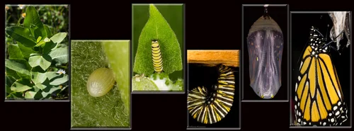 association des entomologistes amateurs du Québec — Essaim du monarque