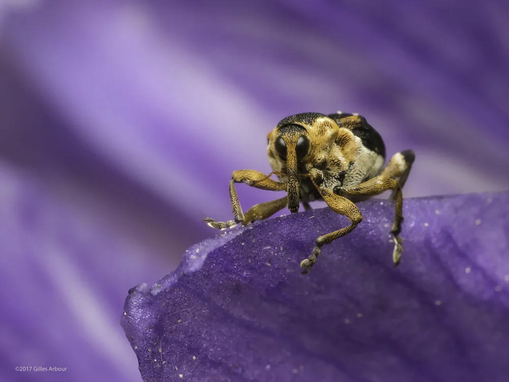 association des entomologistes amateurs du Québec — Insectes et arthropodes