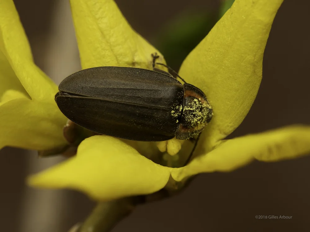 association des entomologistes amateurs du Québec — Essaim des Lucioles