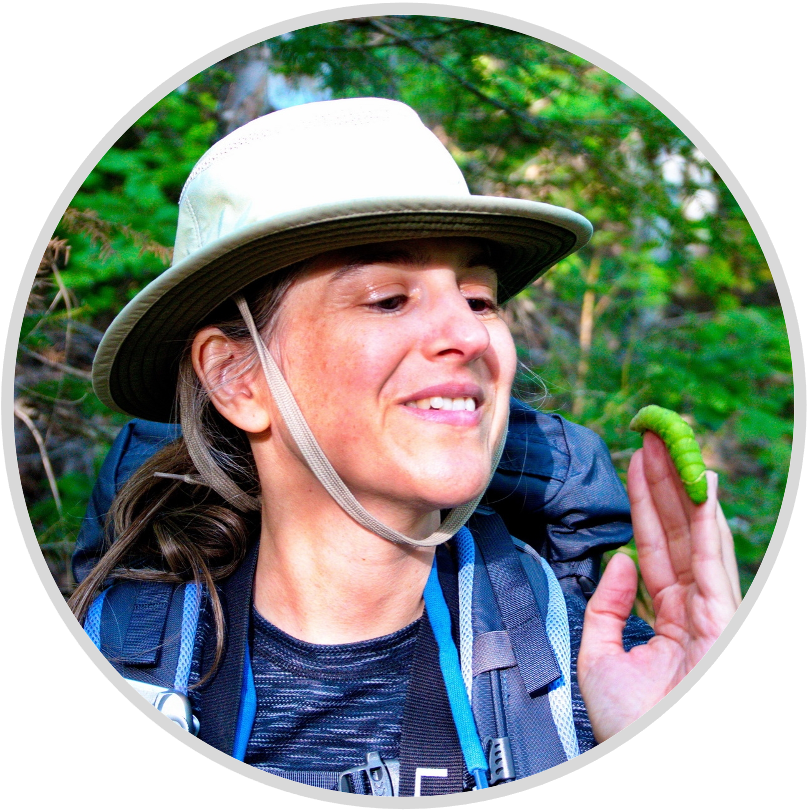 association des entomologistes amateurs du Québec - Association des ...