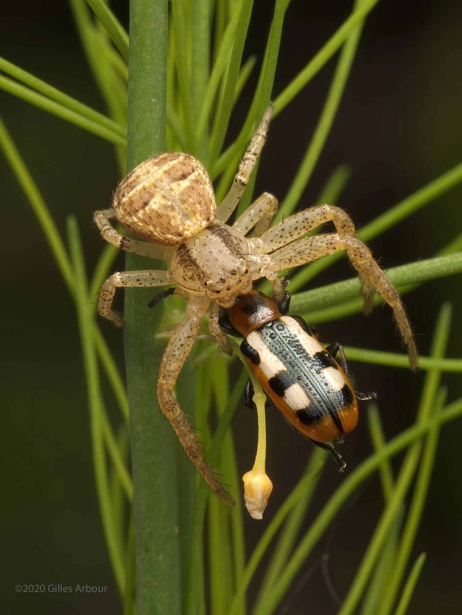 association des entomologistes amateurs du Québec — Essaim des Arachnides