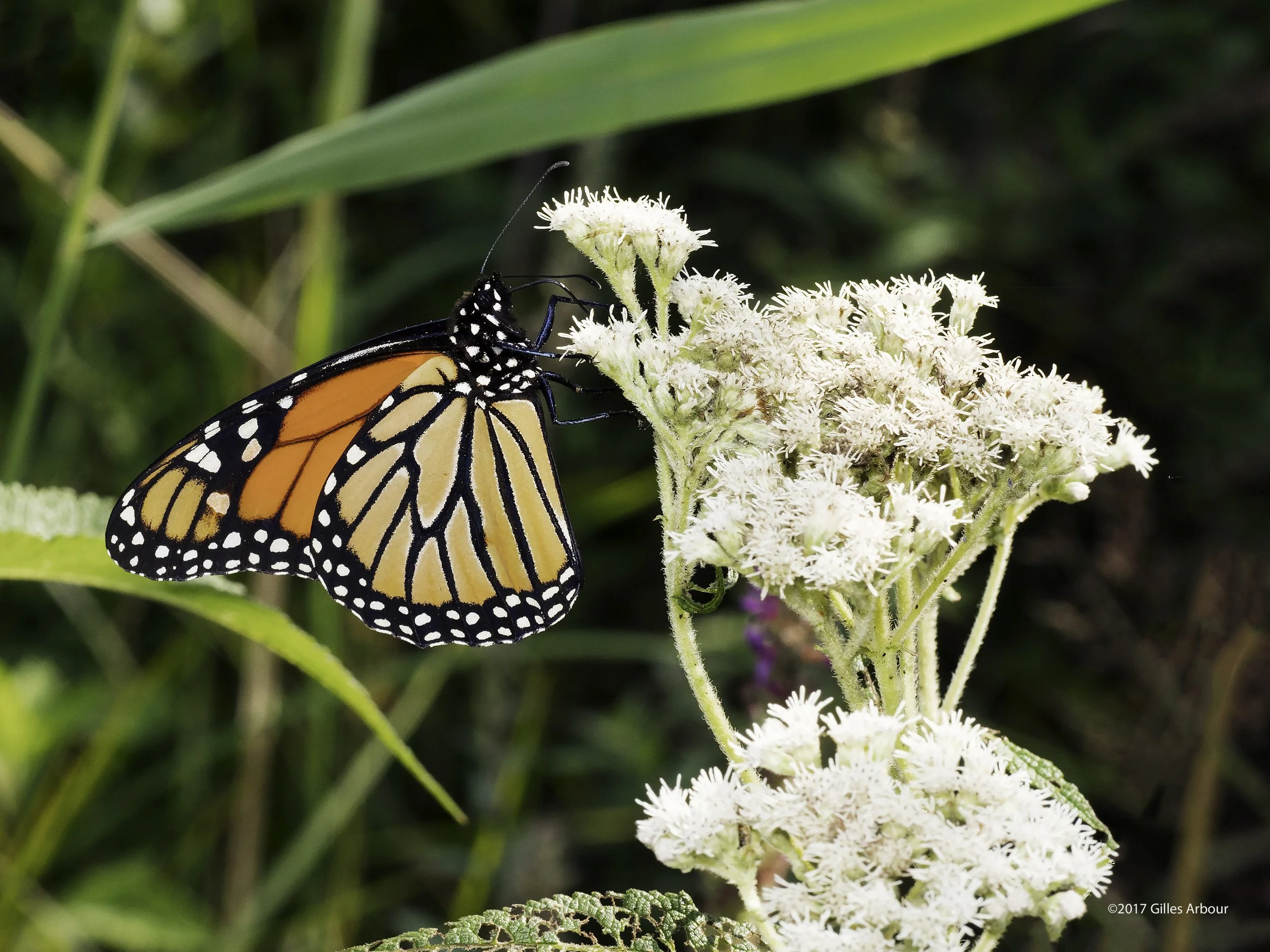 Insectes Québec — Essaim du monarque
