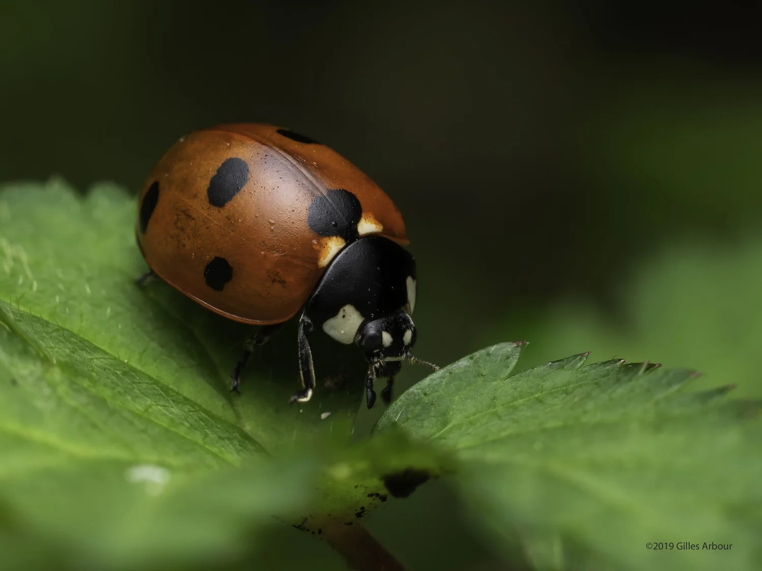 association des entomologistes amateurs du Québec — Essaim des coccinelles