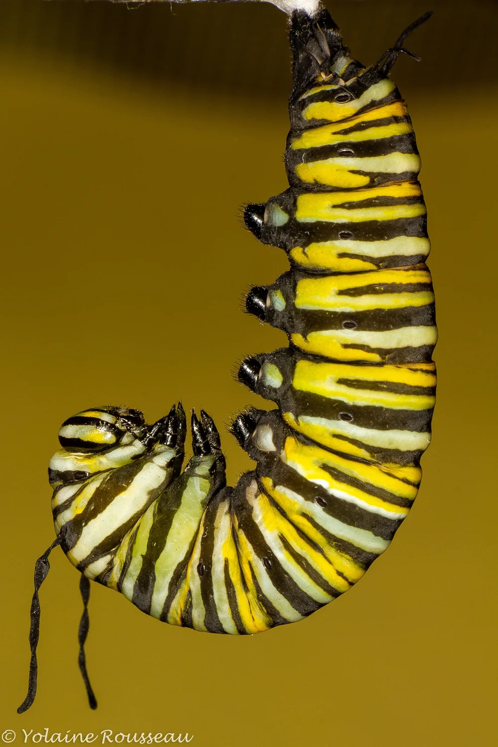 Insectes Québec — Essaim du monarque