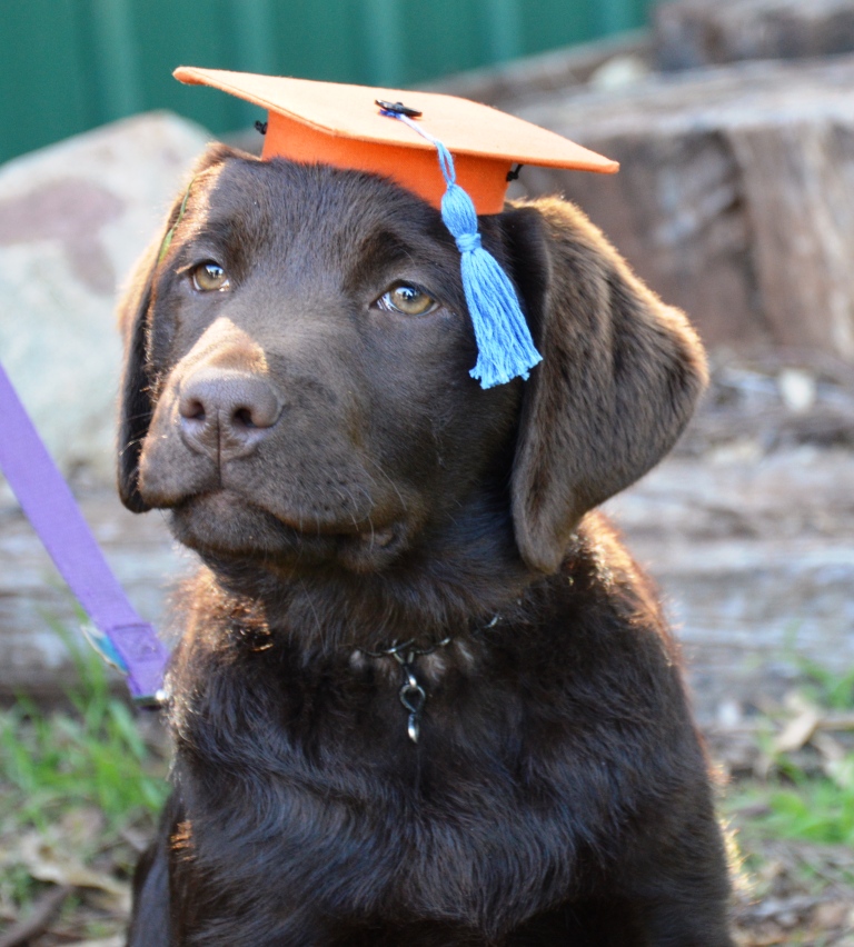 Pawling Labrador Breeders