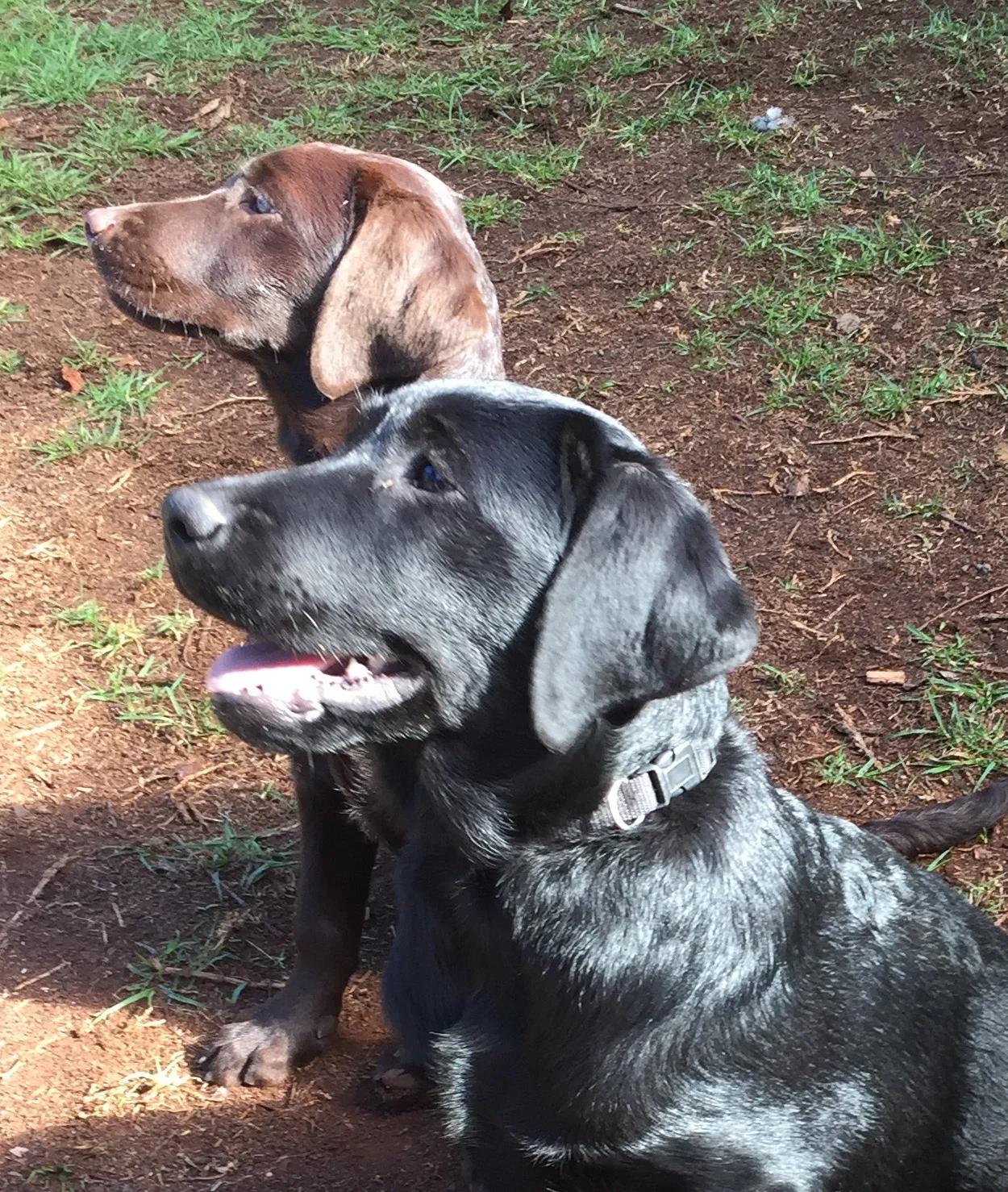 Pawling Labrador Breeders