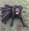 Pawling Labrador Breeders