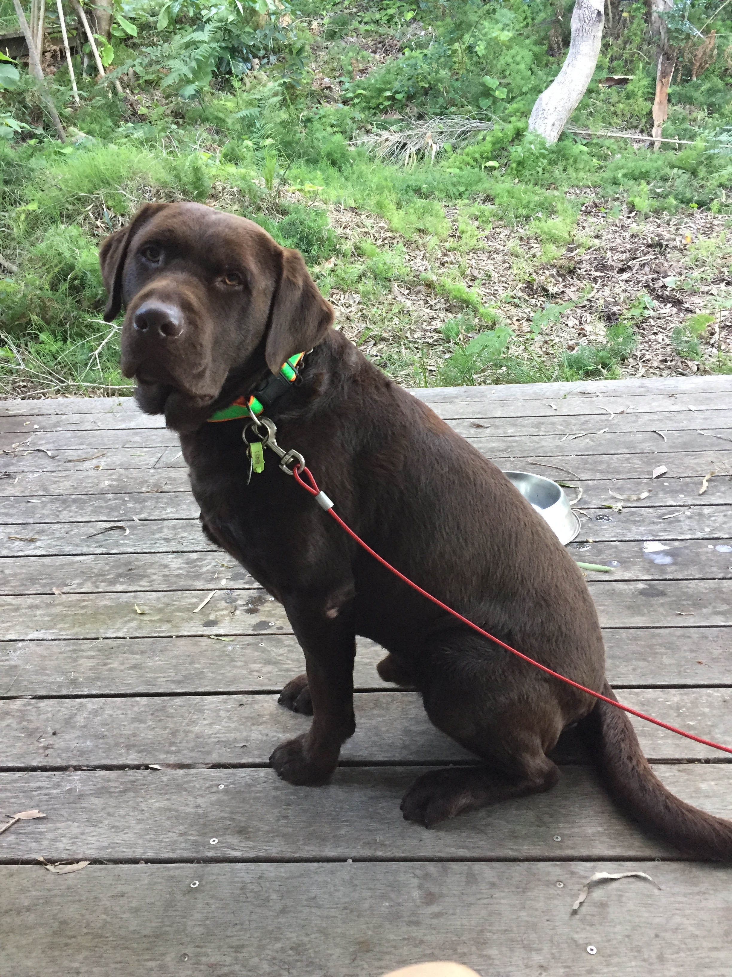 Pawling Labrador Breeders