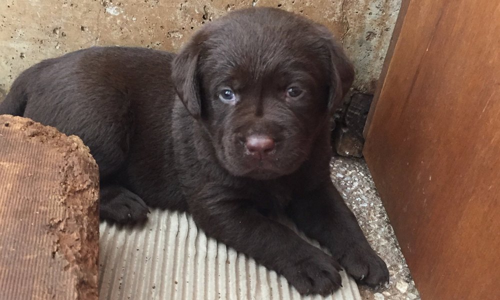 Pawling Labrador Breeders