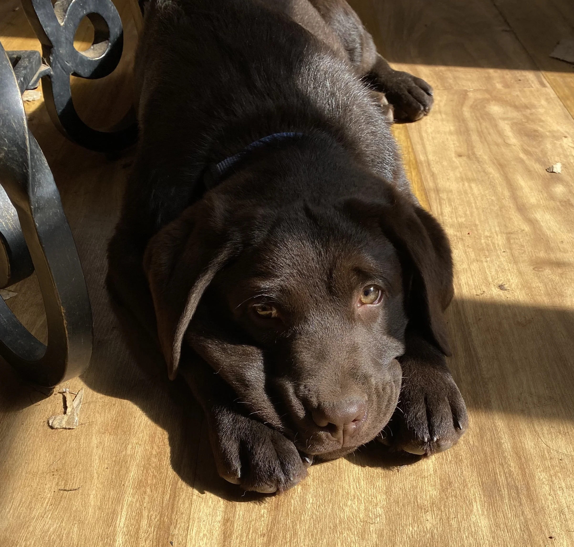 ZIGGY — Pawling Labrador Breeders