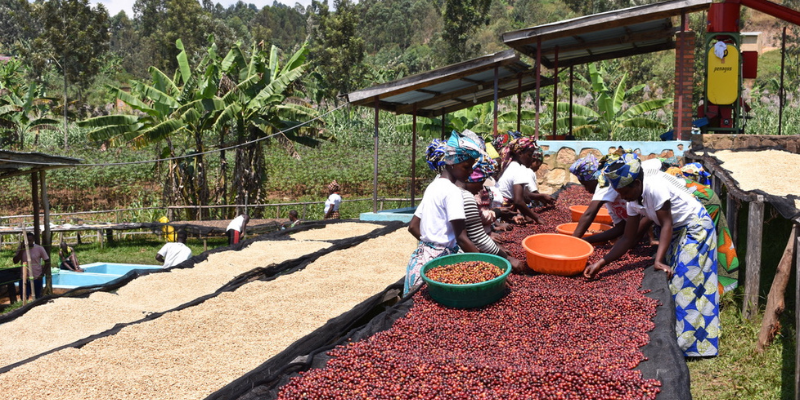 Curve Coffee Roasters - What's going on with the C price and how does ...