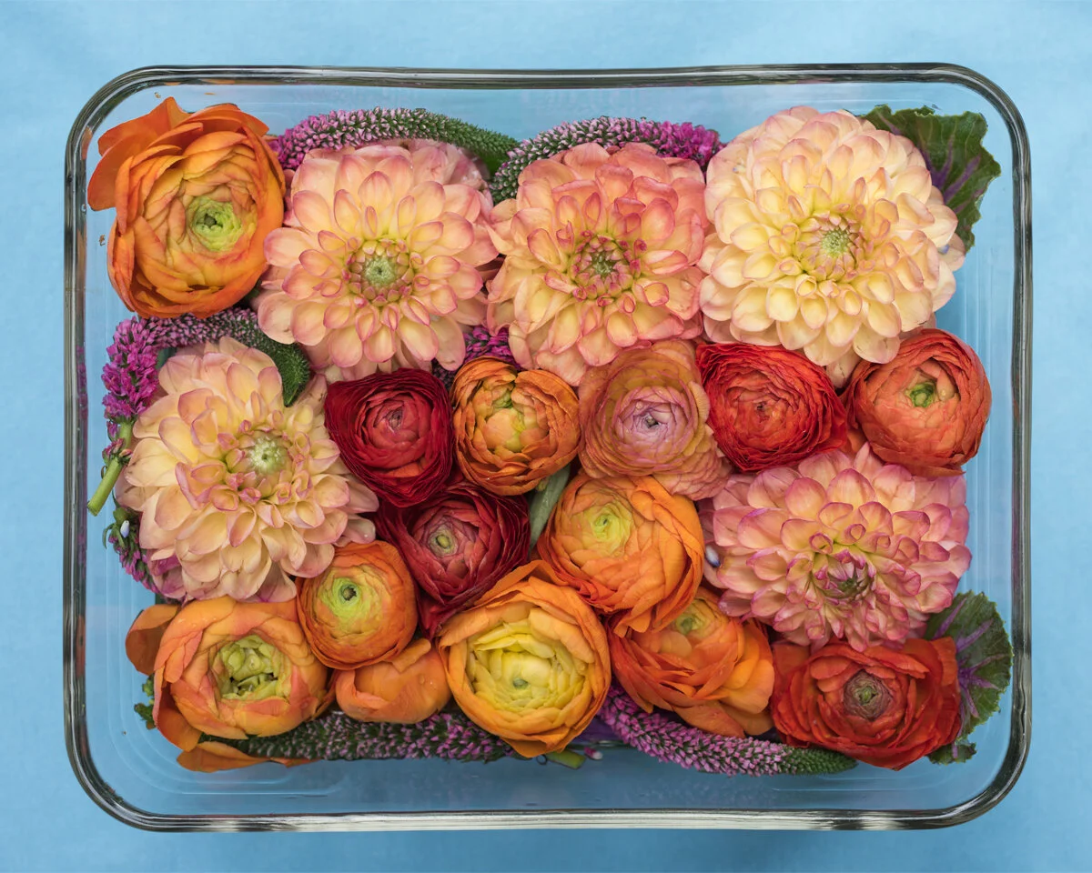 The Botanical Casseroles — Emily Hamilton Laux