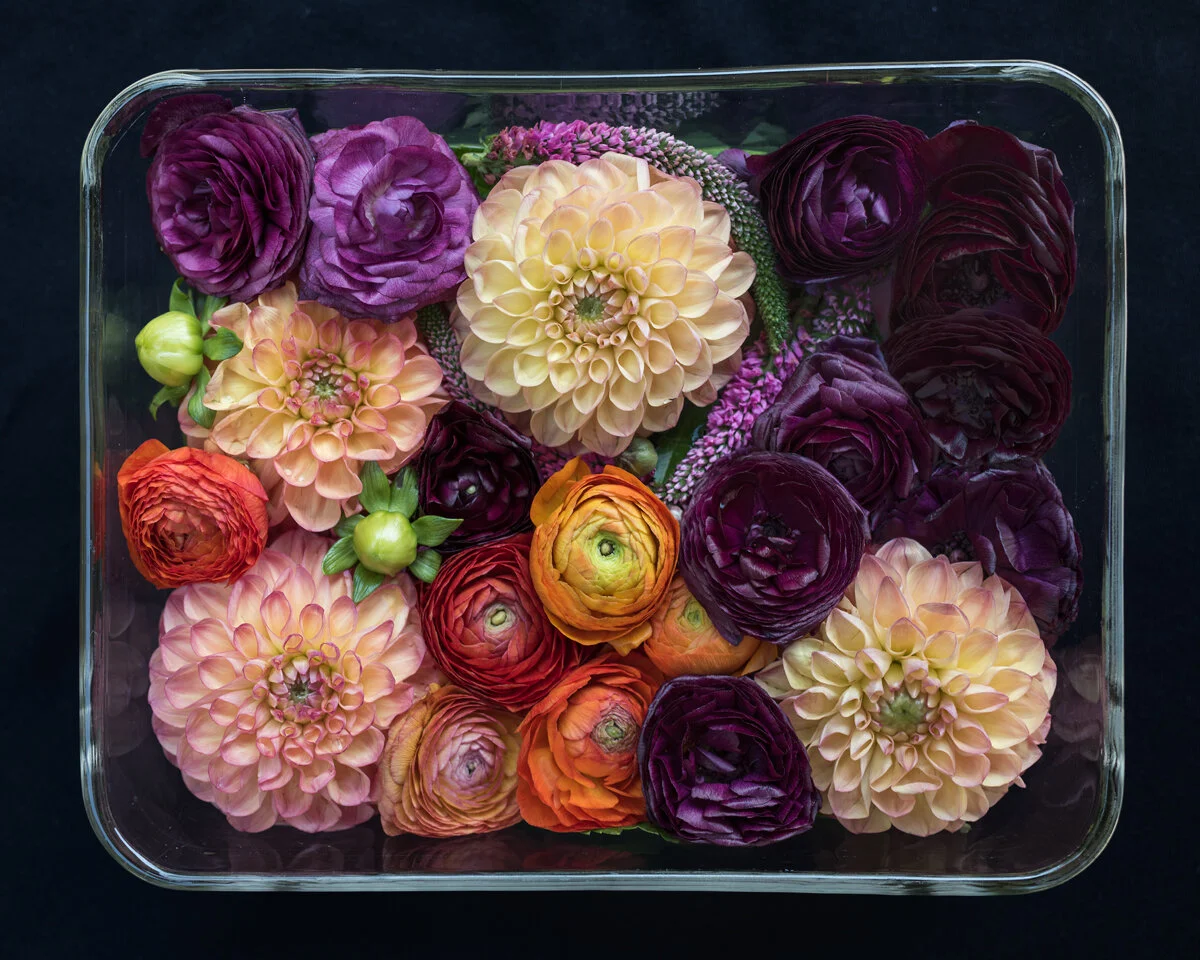 The Botanical Casseroles — Emily Hamilton Laux