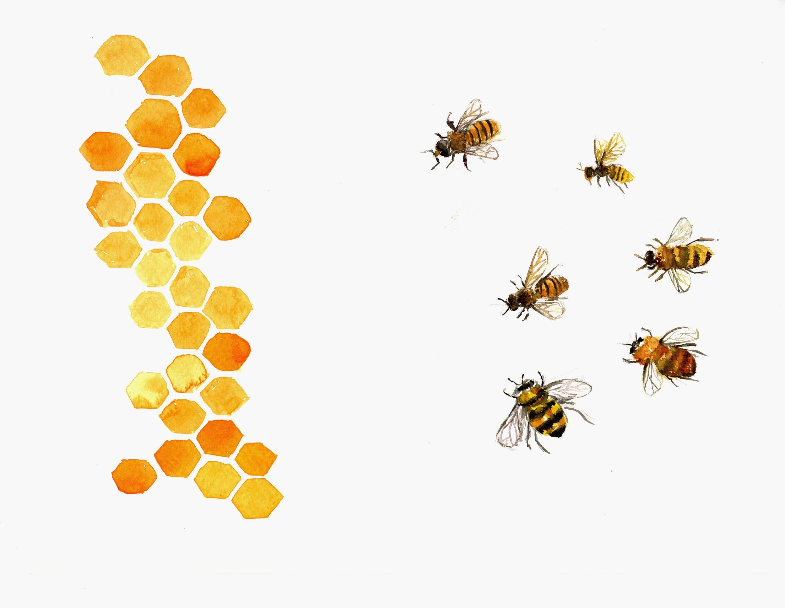 Commercial — Coco Bee