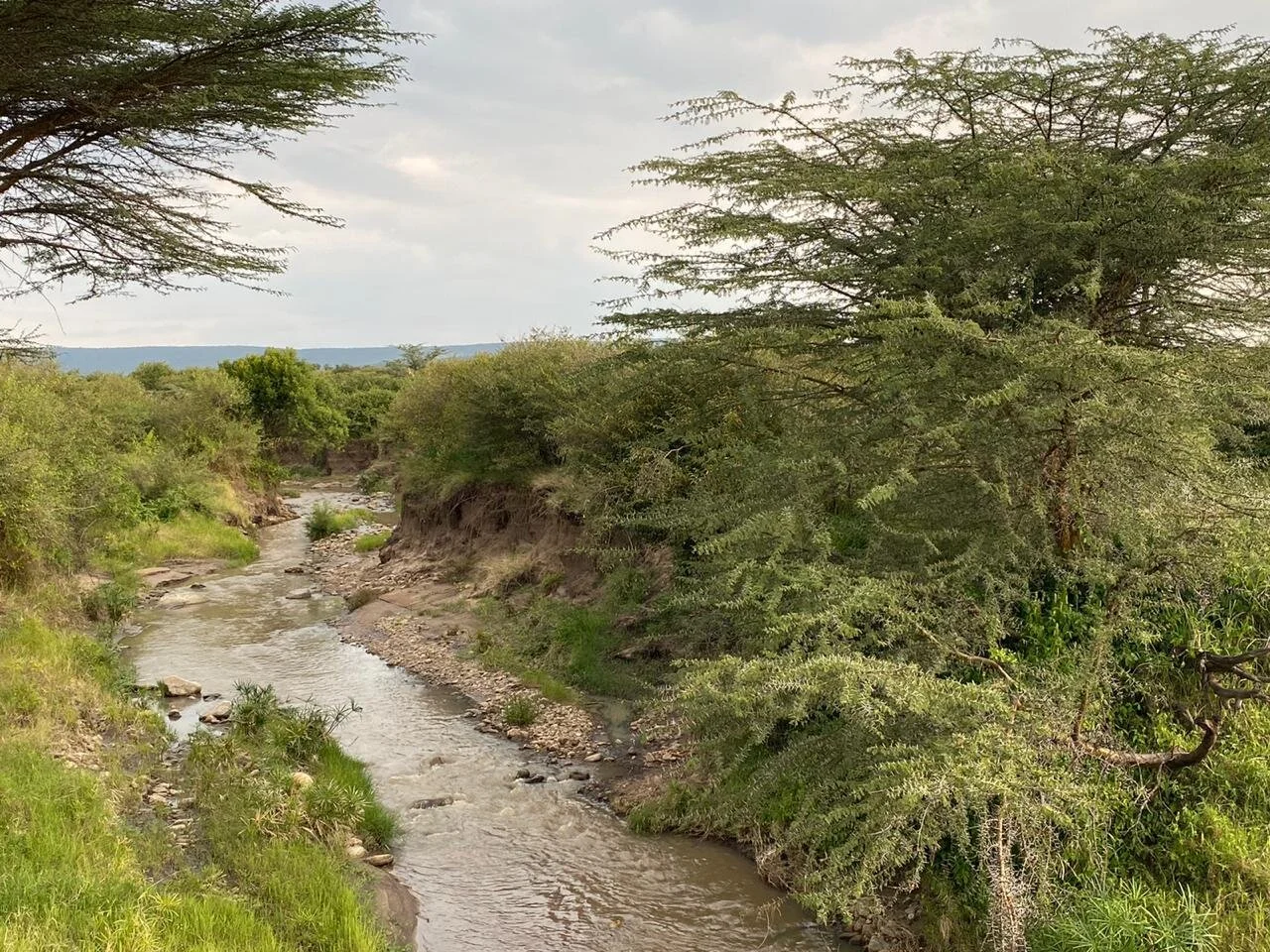 Sekenani River Restoration — Nashulai Maasai Conservancy