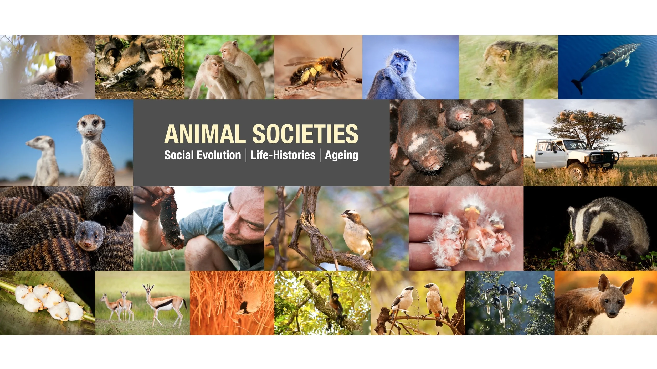 Animal Communities