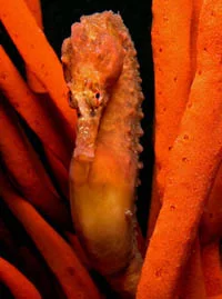 Seahorses & seadragons — IUCN Seahorse, Pipefish & Seadragon