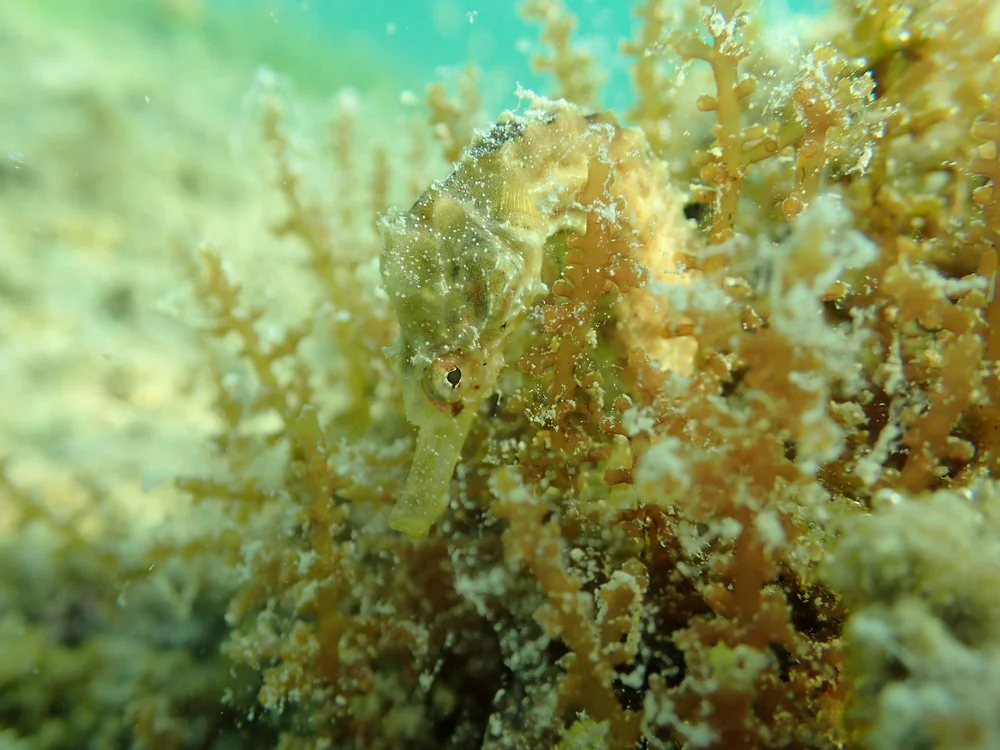 Sweetings Pond, Eleuthera Island, Bahamas — IUCN Seahorse, Pipefish ...