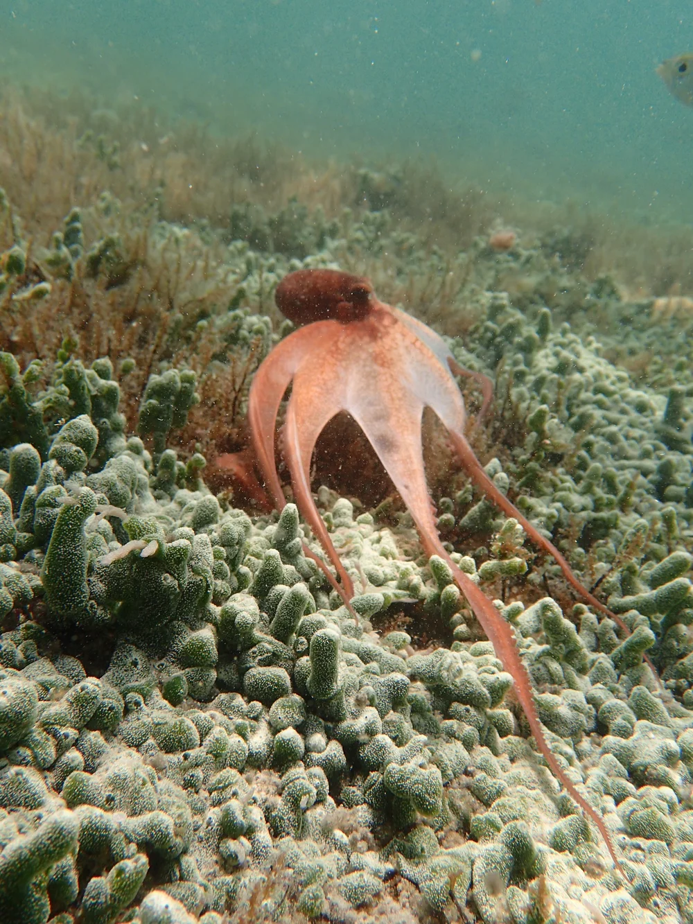 Sweetings Pond, Eleuthera Island, Bahamas — IUCN Seahorse, Pipefish ...